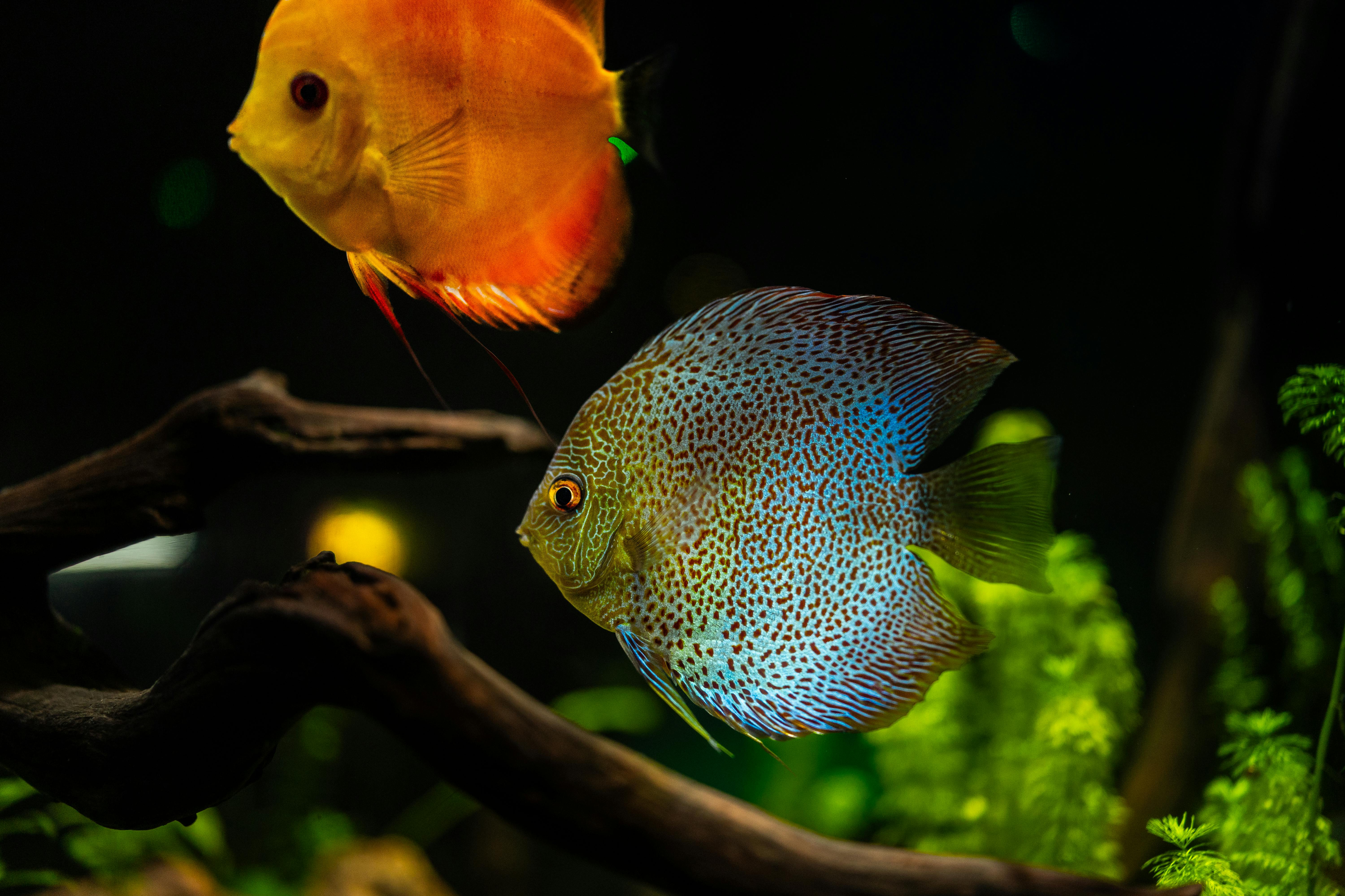 Vibrant Aquarium Fish in Natural Habitat · Free Stock Photo