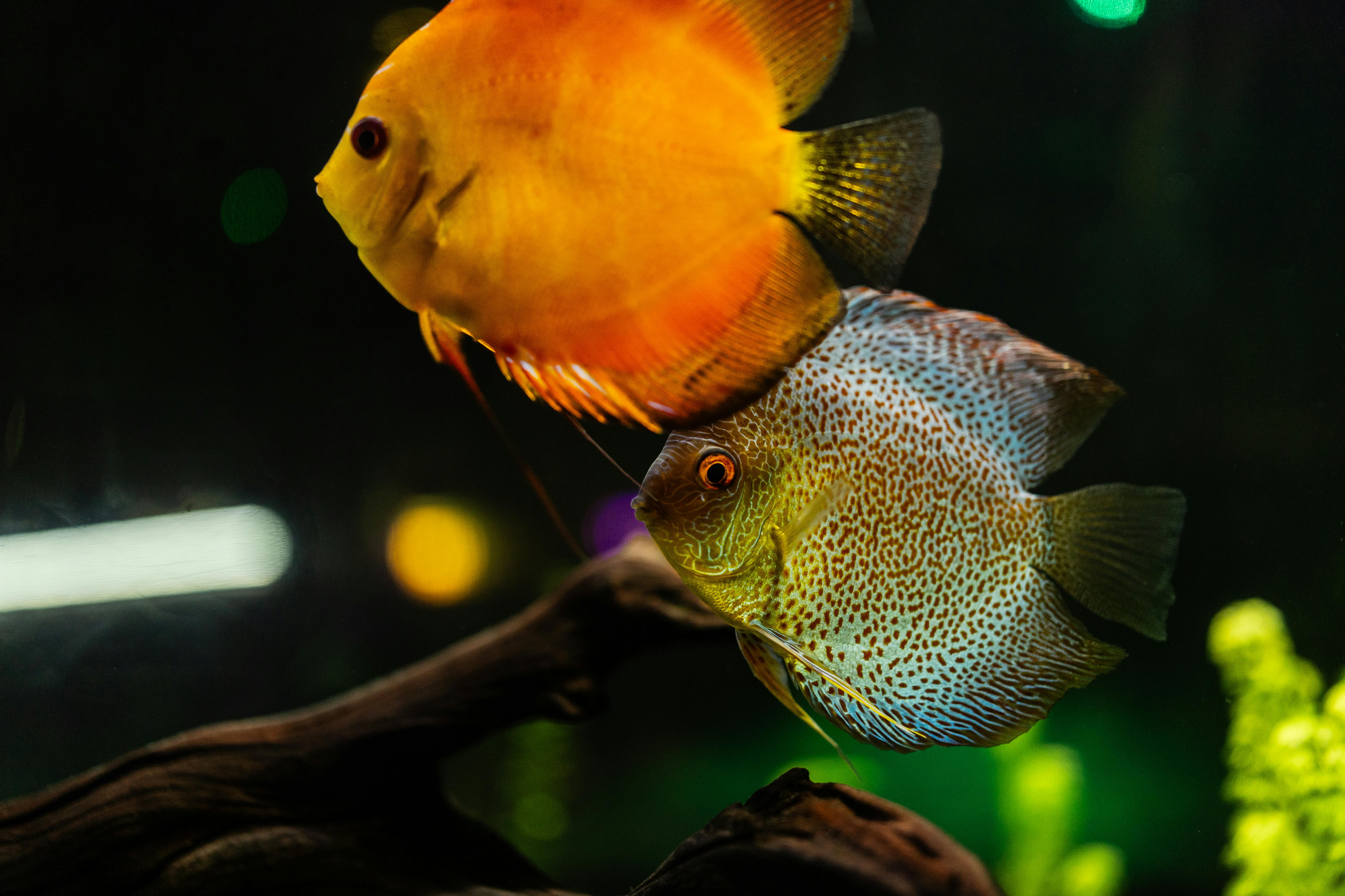 Vibrant Discus Fish in Lively Aquarium Scene · Free Stock Photo