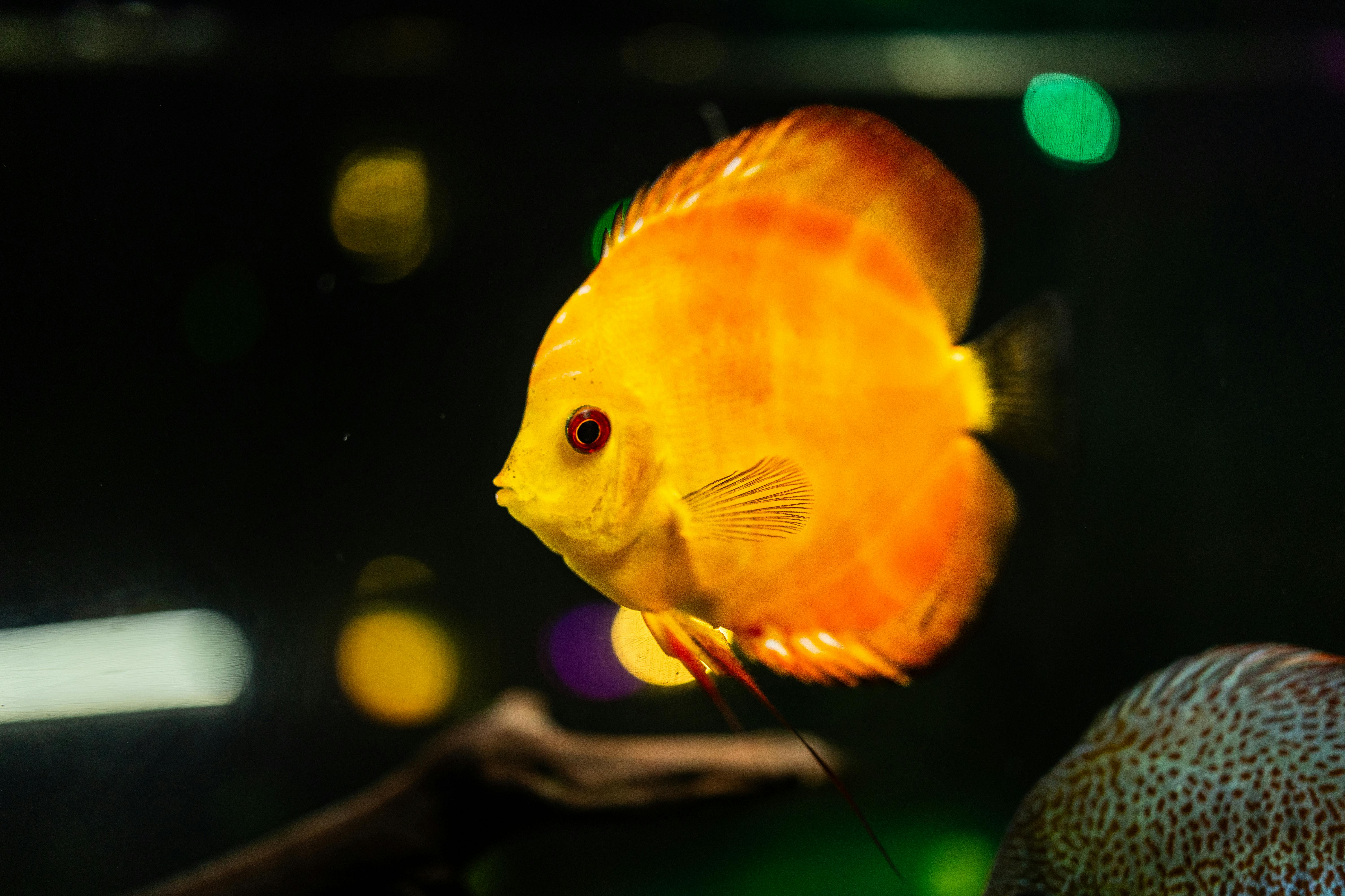 Vibrant Yellow Discus Fish in Aquarium Setting · Free Stock Photo