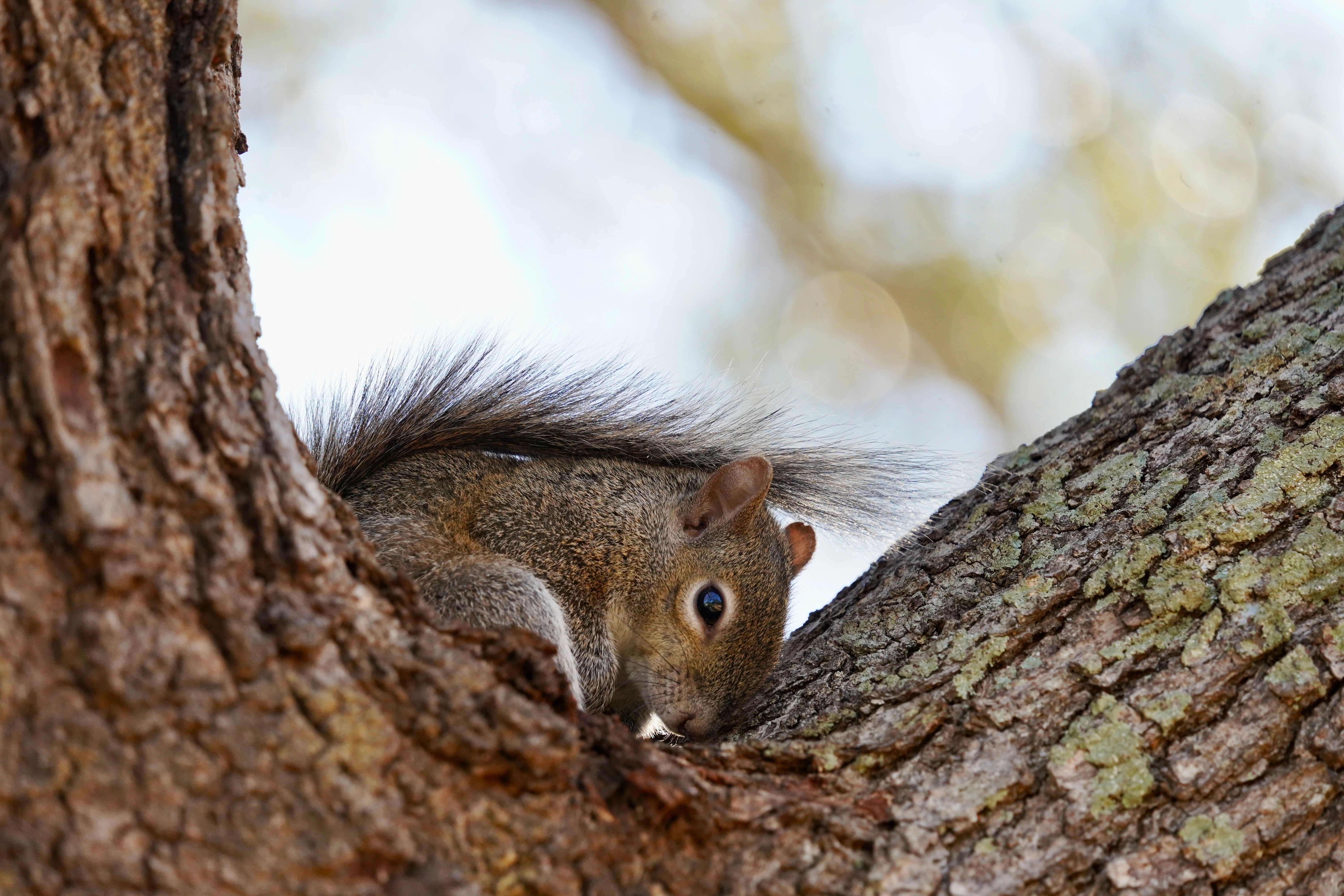 Grey Squirrel Resting on Tree in Clearwater, FL · Free Stock Photo