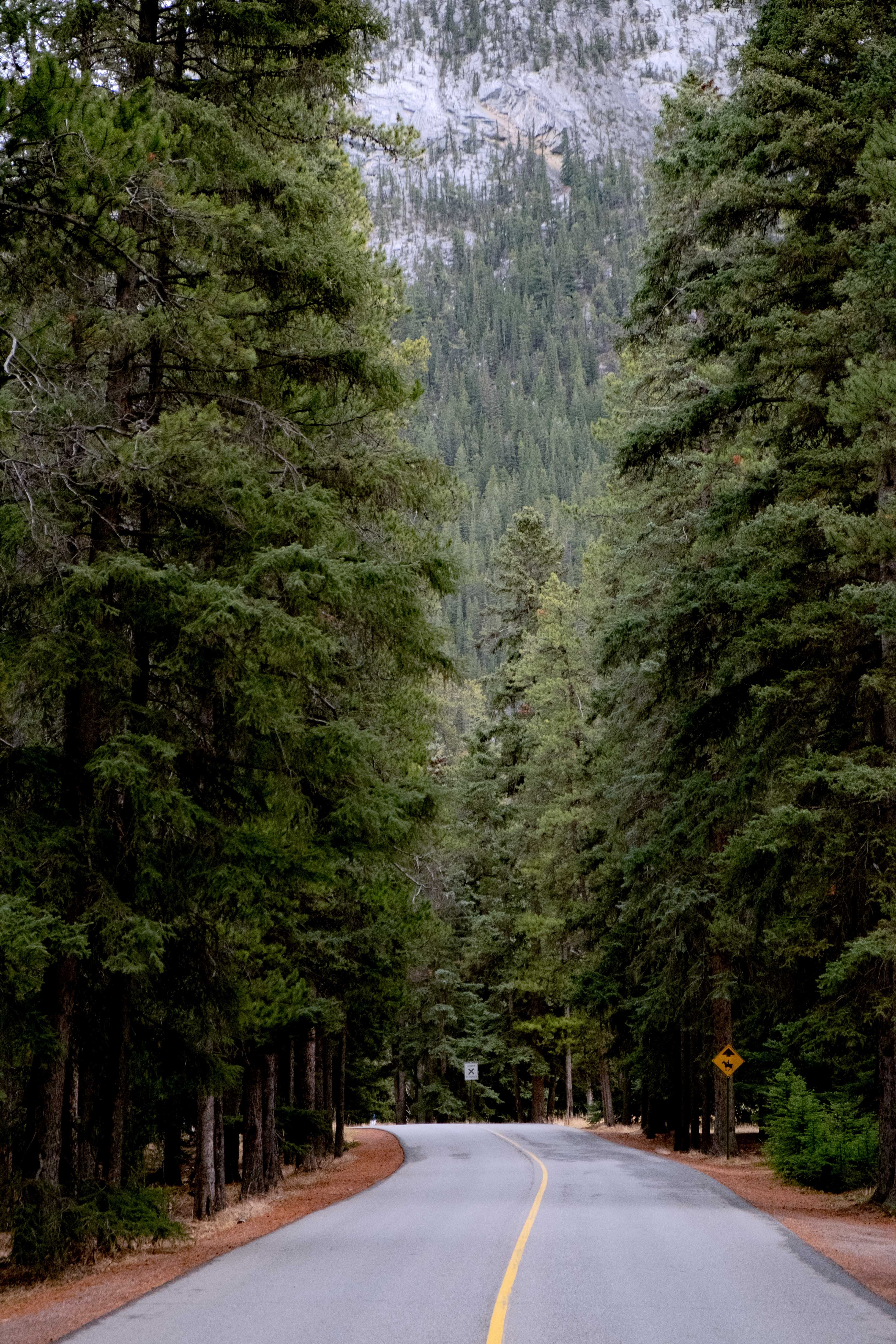 Canada Forest Photos, Download The BEST Free Canada Forest Stock Photos ...