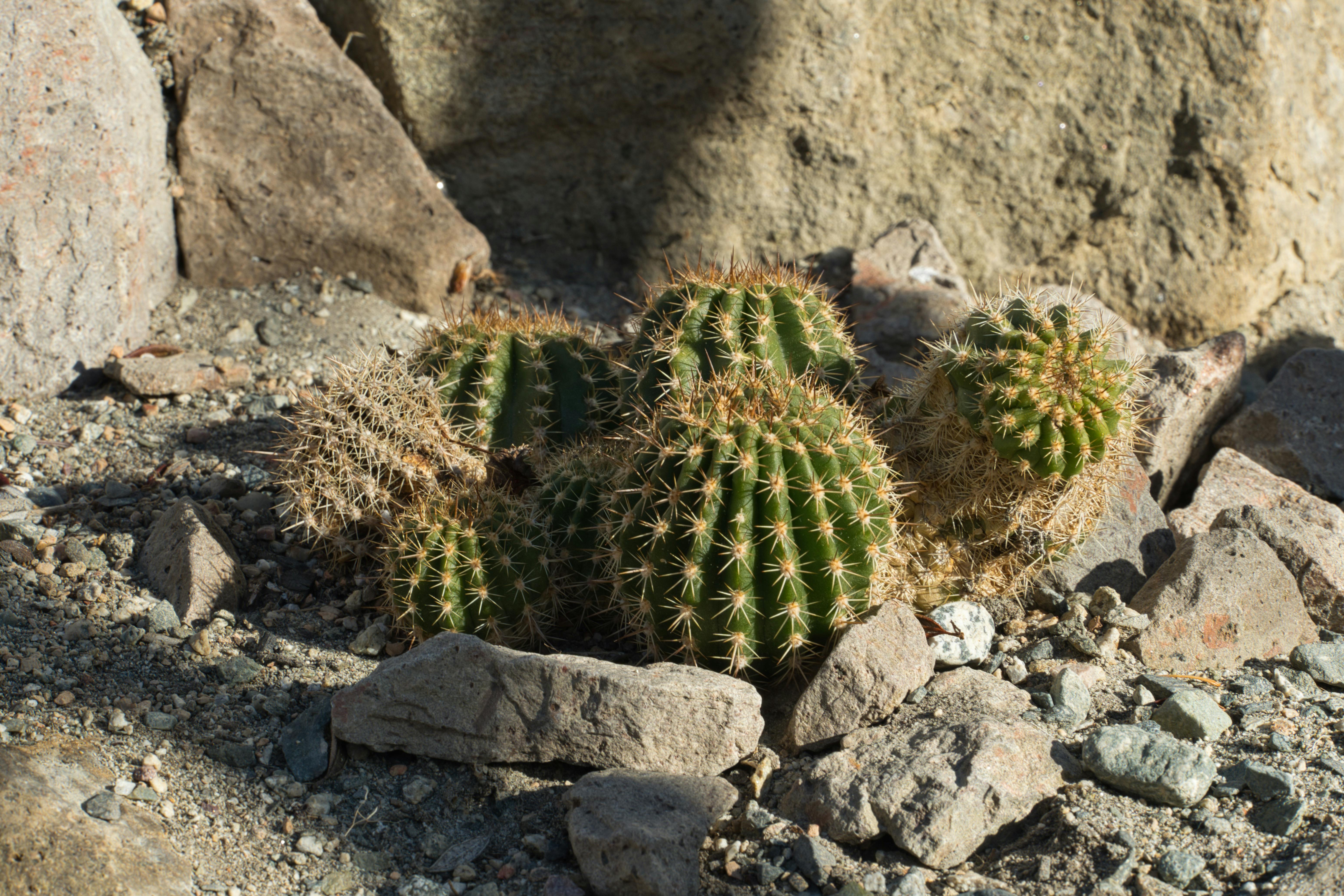 Cluster of Green Cacti in a Desert Setting · Free Stock Photo