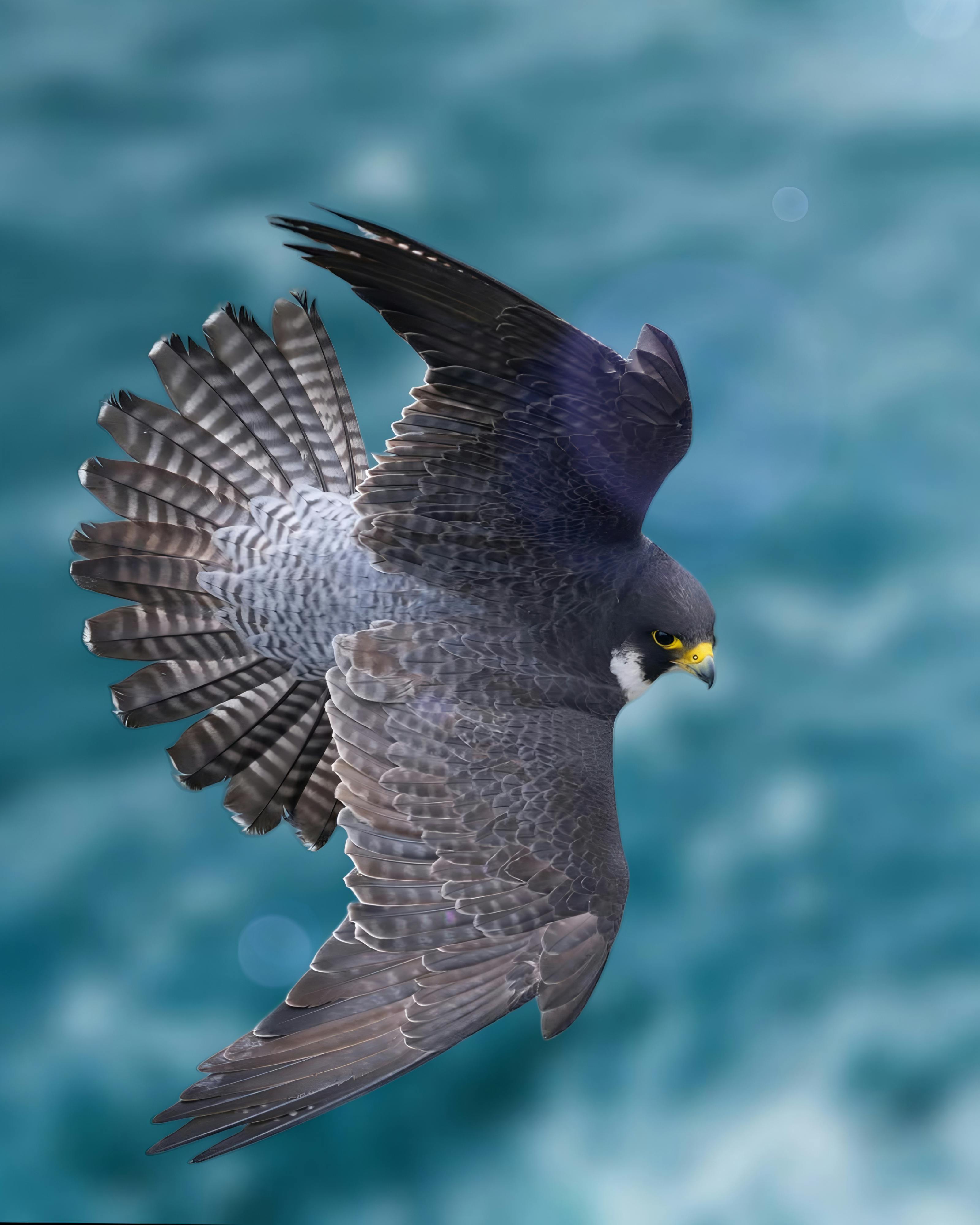 Majestic Peregrine Falcon Soaring Above Ocean · Free Stock Photo