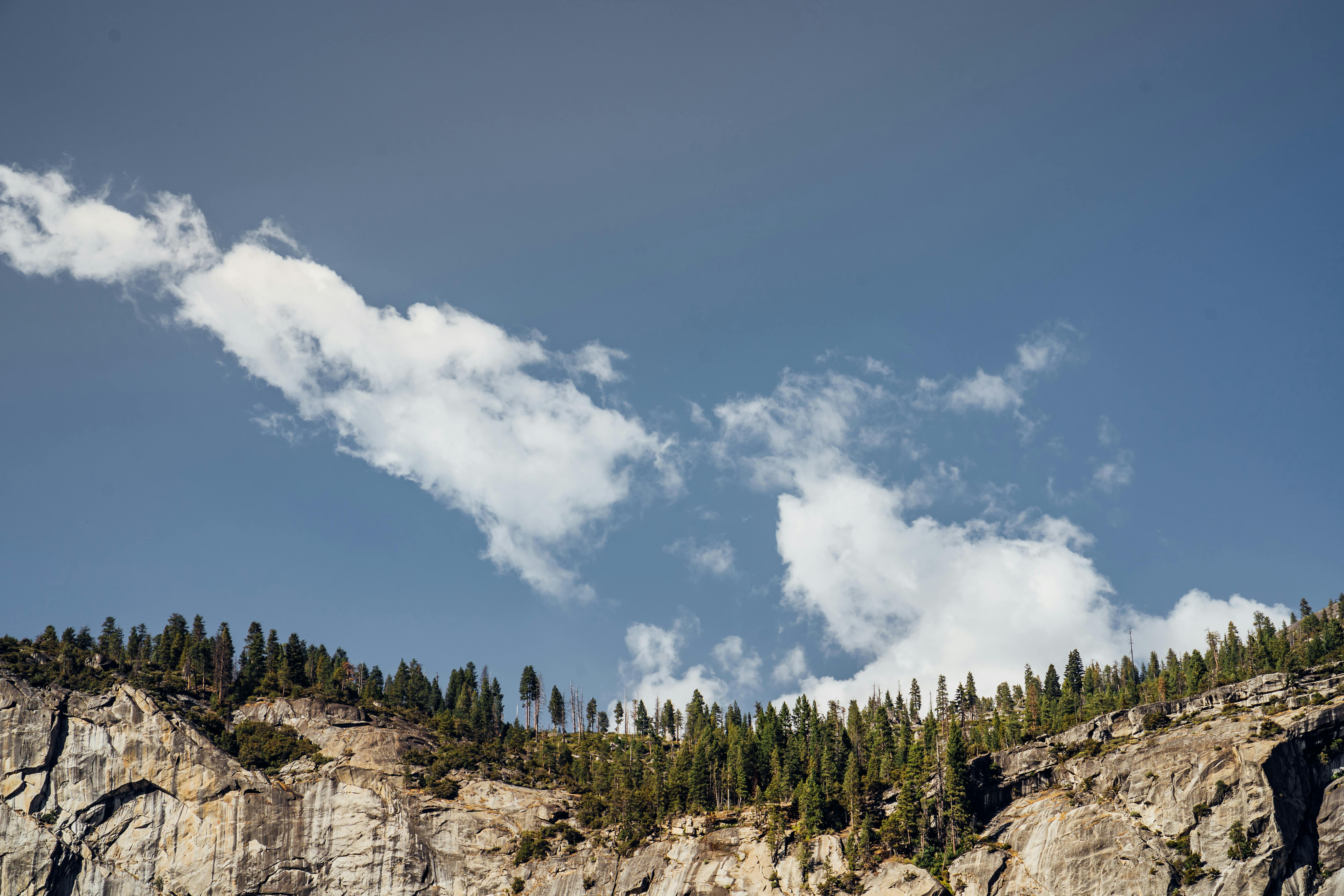 Photo of Tree on a Mountain · Free Stock Photo