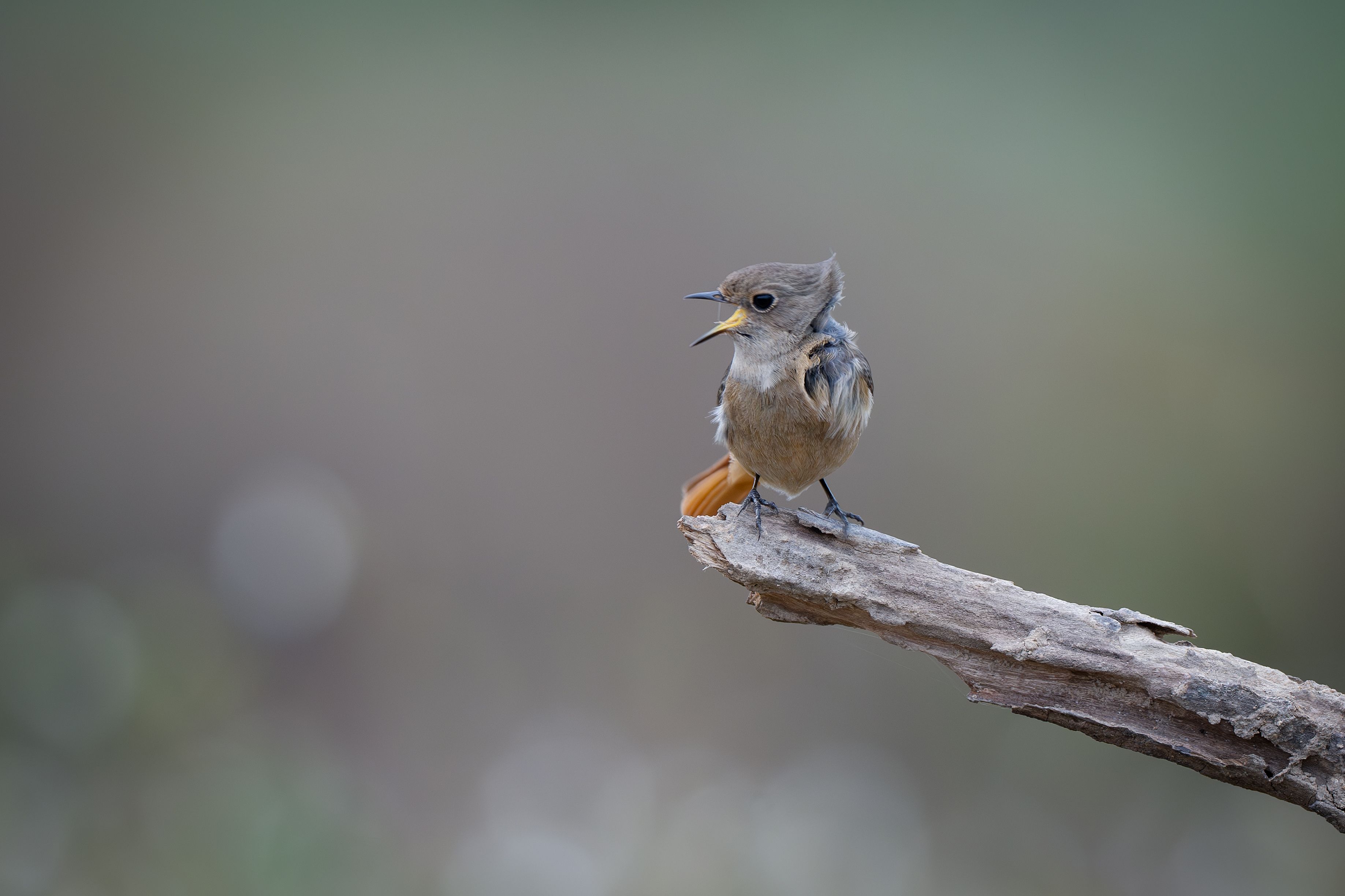 Small Bird Singing on a Tree Branch Outdoors · Free Stock Photo