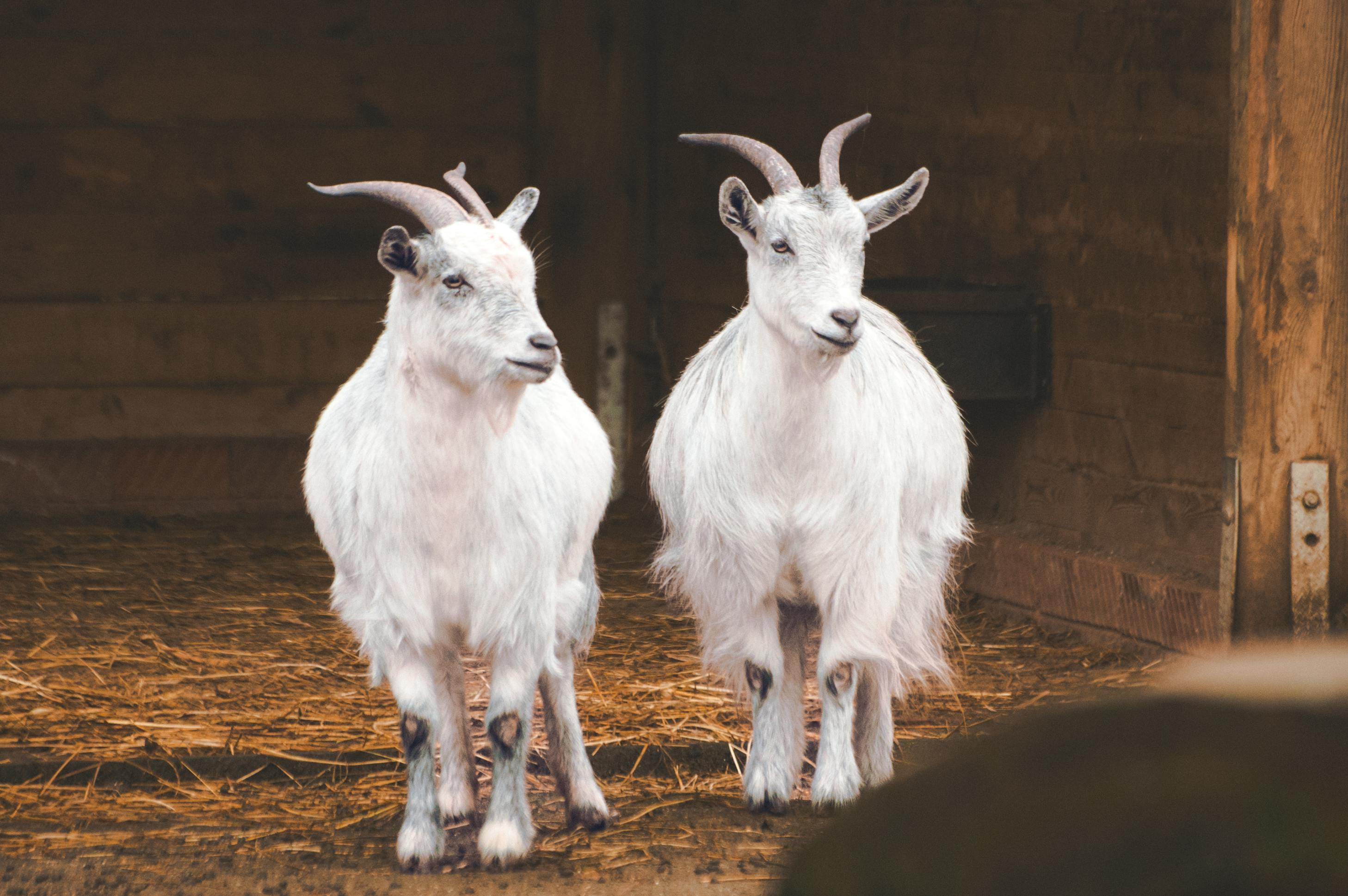 Pair of White Goats in Barn Setting · Free Stock Photo