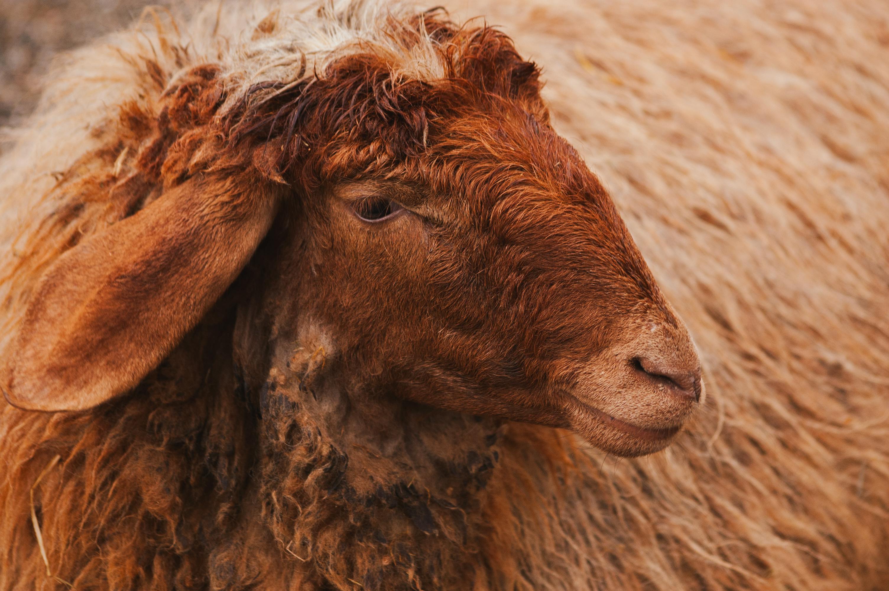 Close-up of Fluffy Brown Sheep with Curly Wool · Free Stock Photo