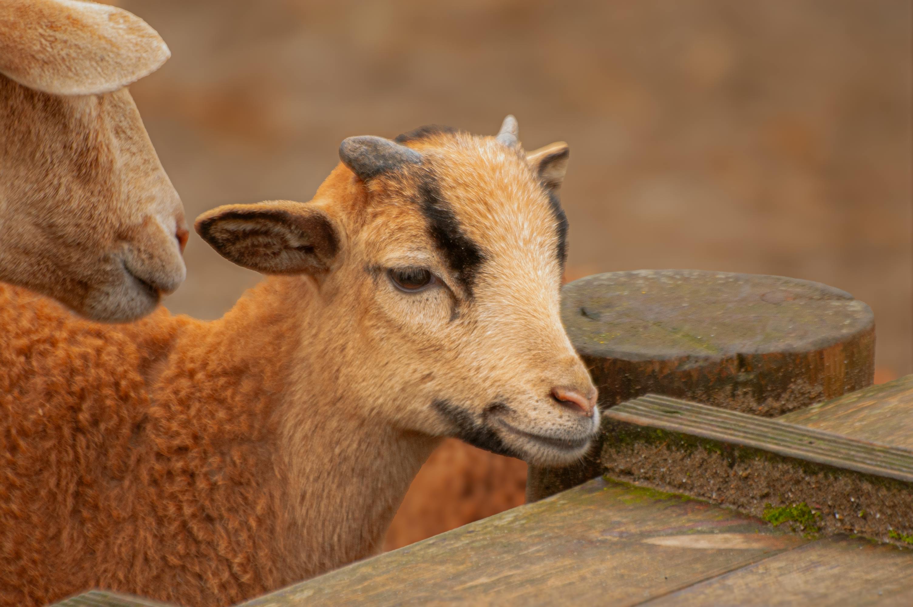 Sheep Color Photos, Download The BEST Free Sheep Color Stock Photos ...