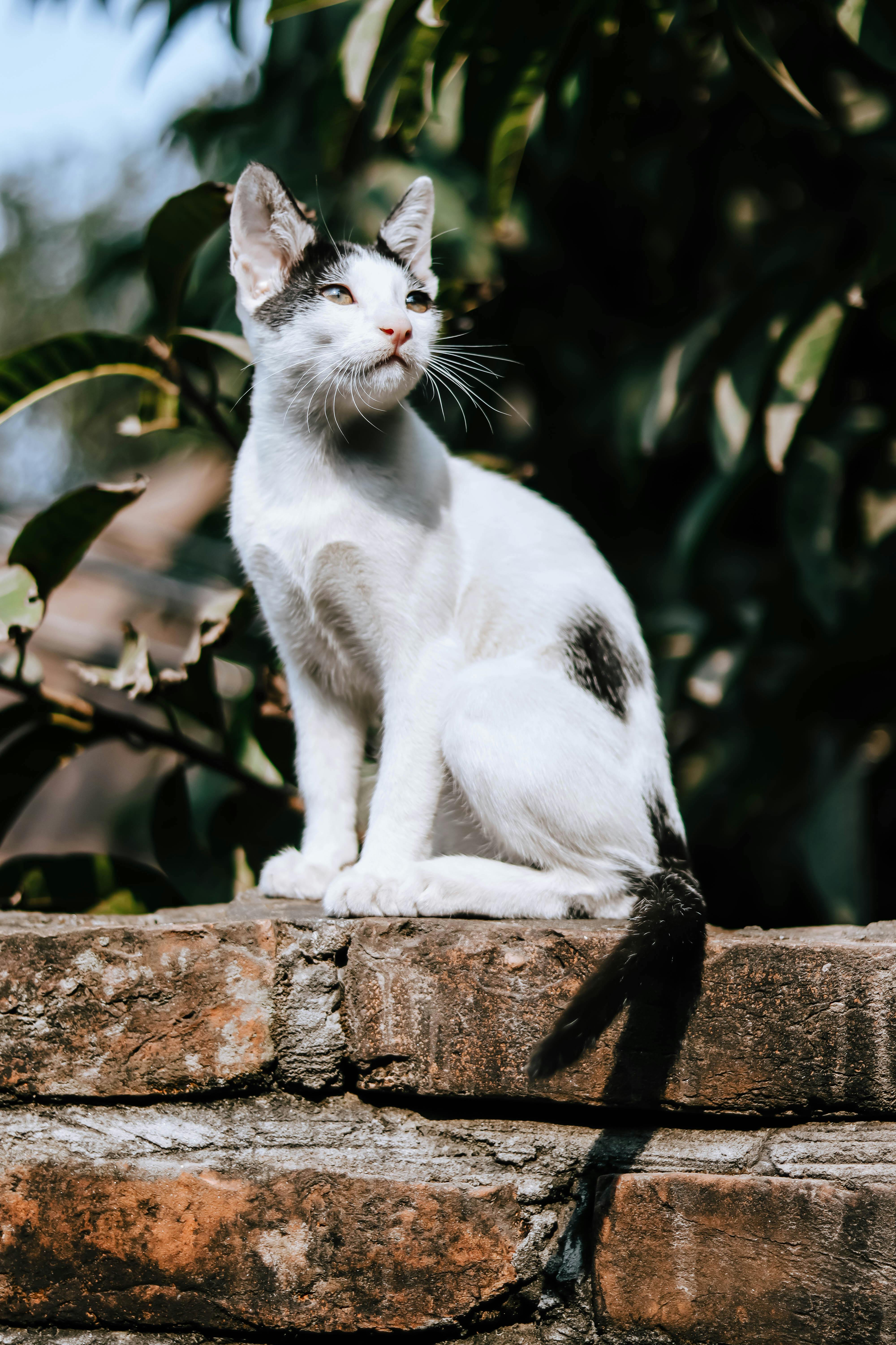 Cat Videos Photos, Download The BEST Free Cat Videos Stock Photos & HD ...