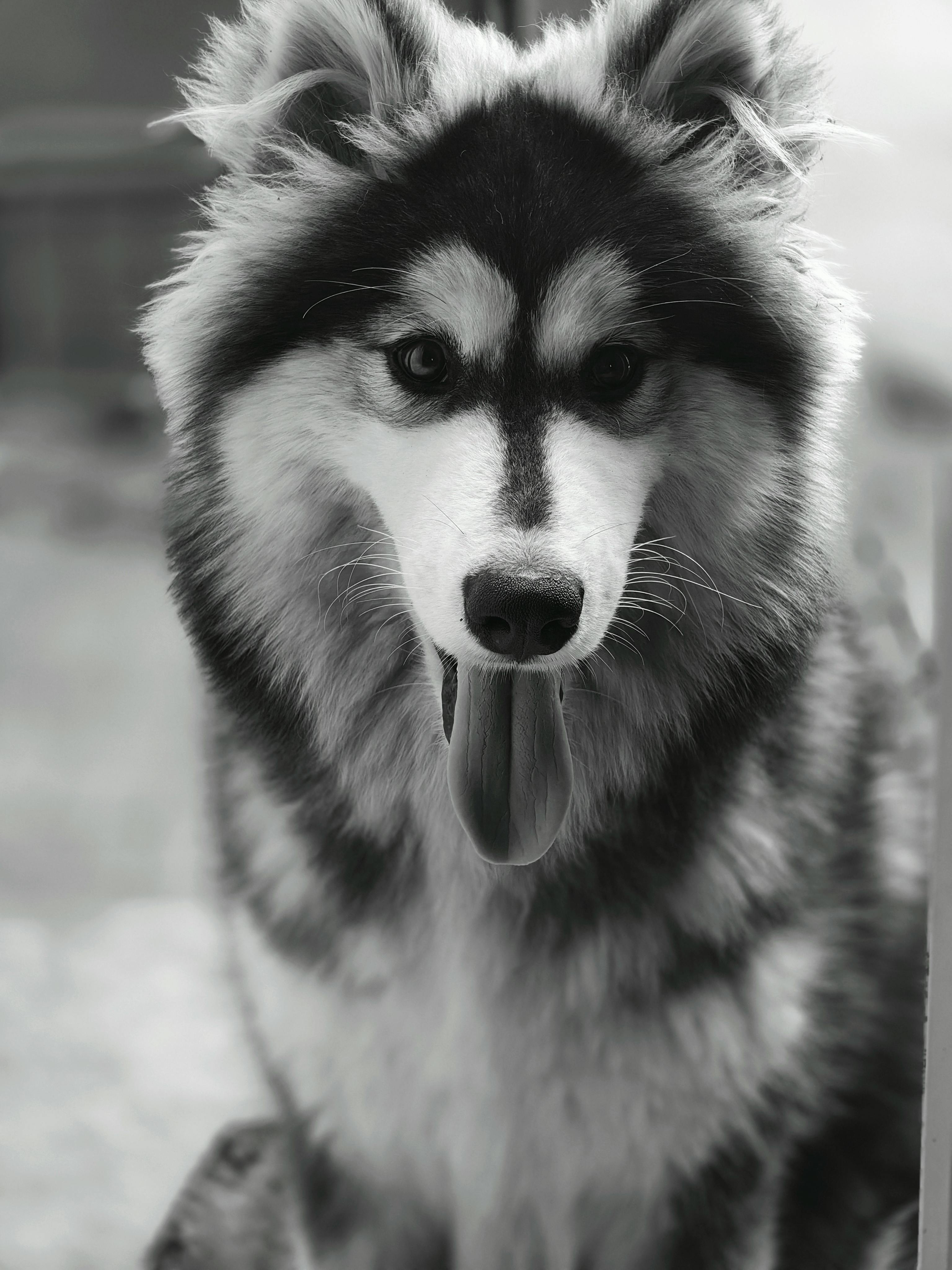 Dogs Scales Photos, Download The BEST Free Dogs Scales Stock Photos ...