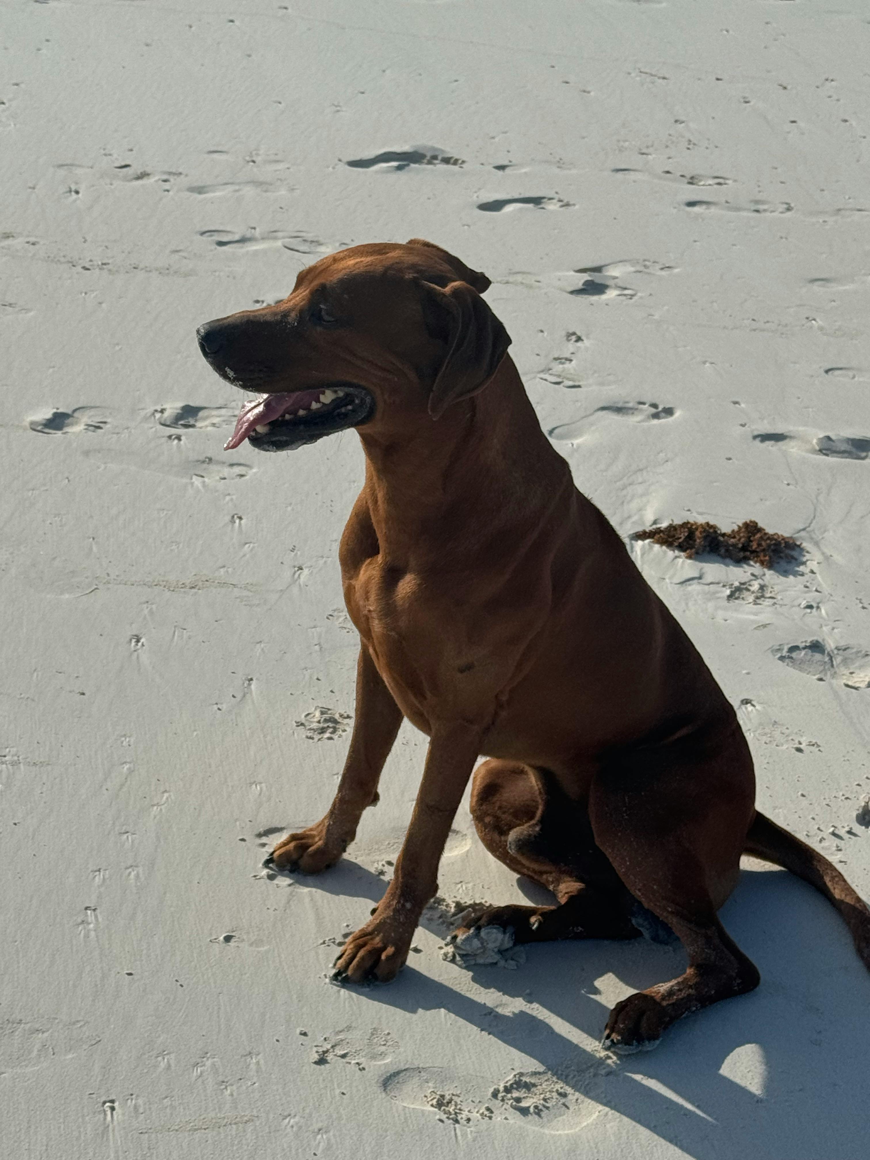 Rhodesian Ridgeback Dog on Sandy Beach · Free Stock Photo