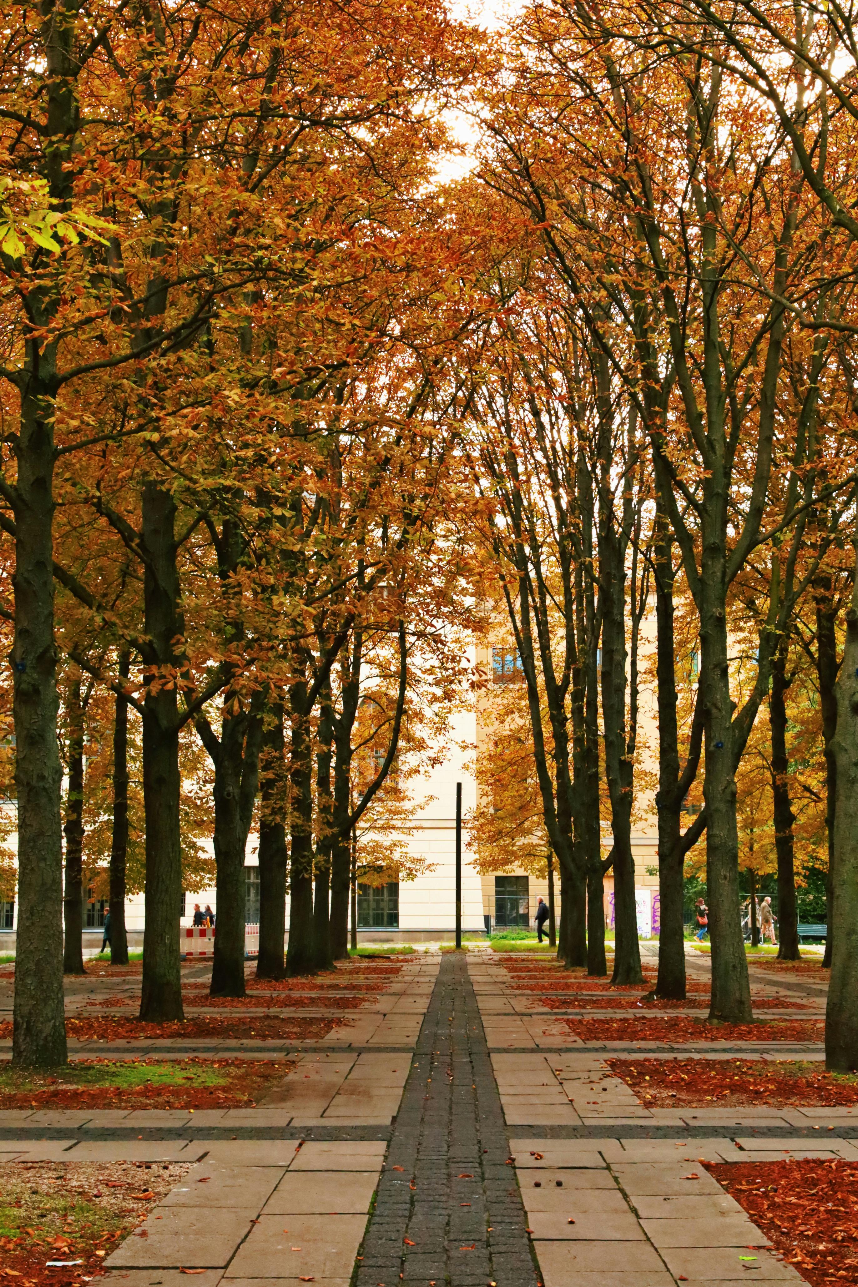 Autumn Pathway Photos, Download The BEST Free Autumn Pathway Stock ...