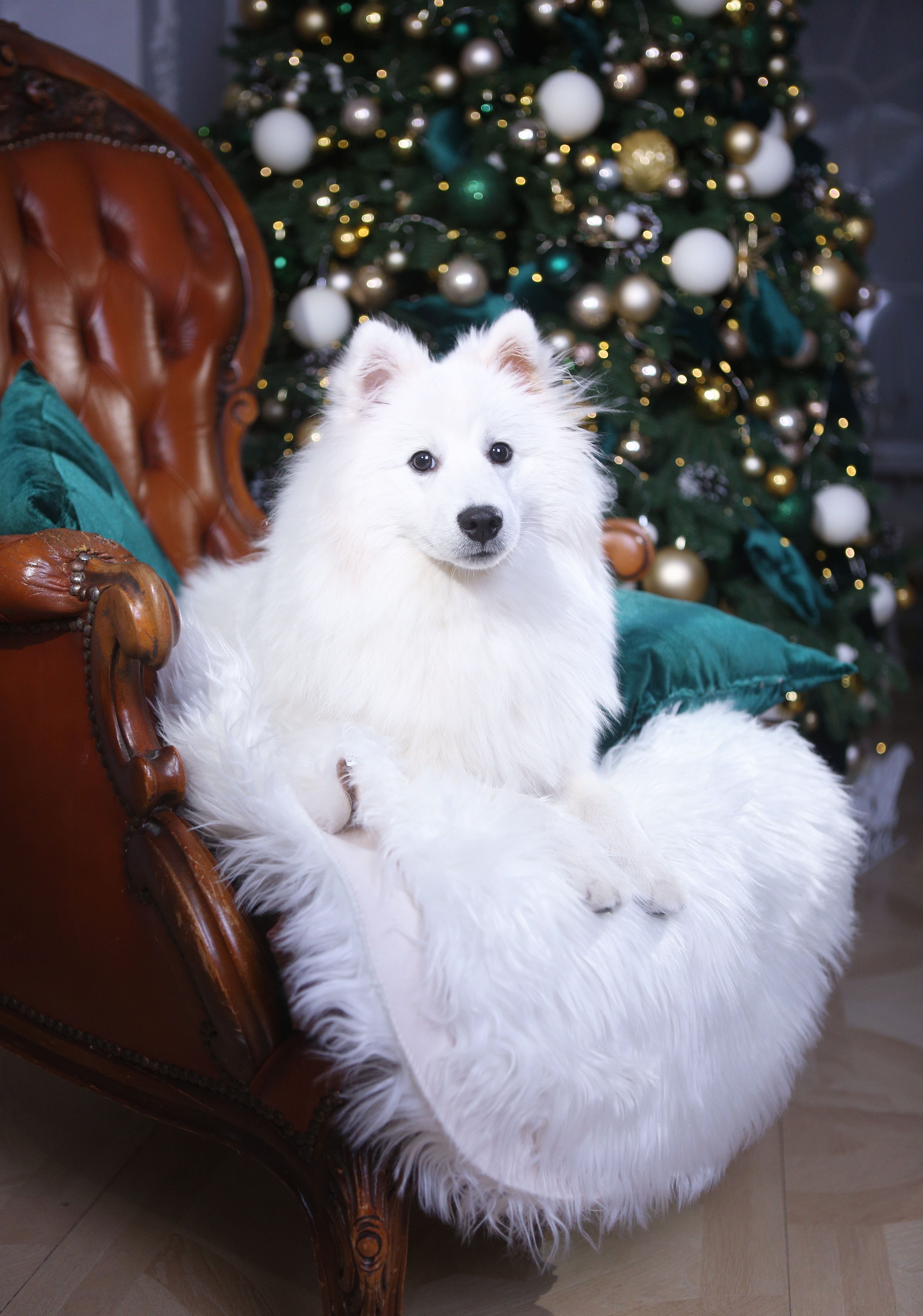 Dog In A Green Background Photos, Download The BEST Free Dog In A Green ...