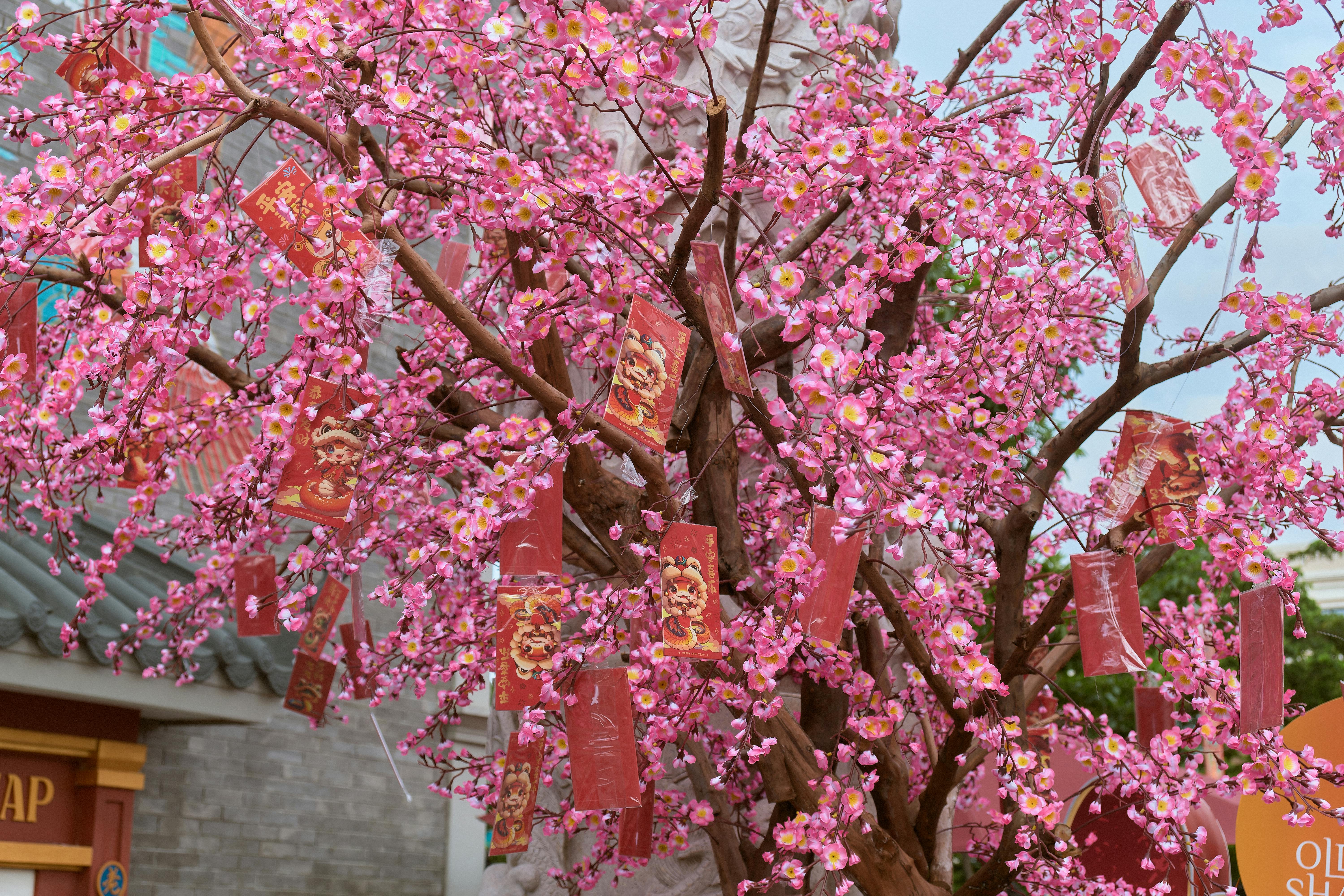 Cherry Blossom Tree with Red Envelopes in Jakarta · Free Stock Photo