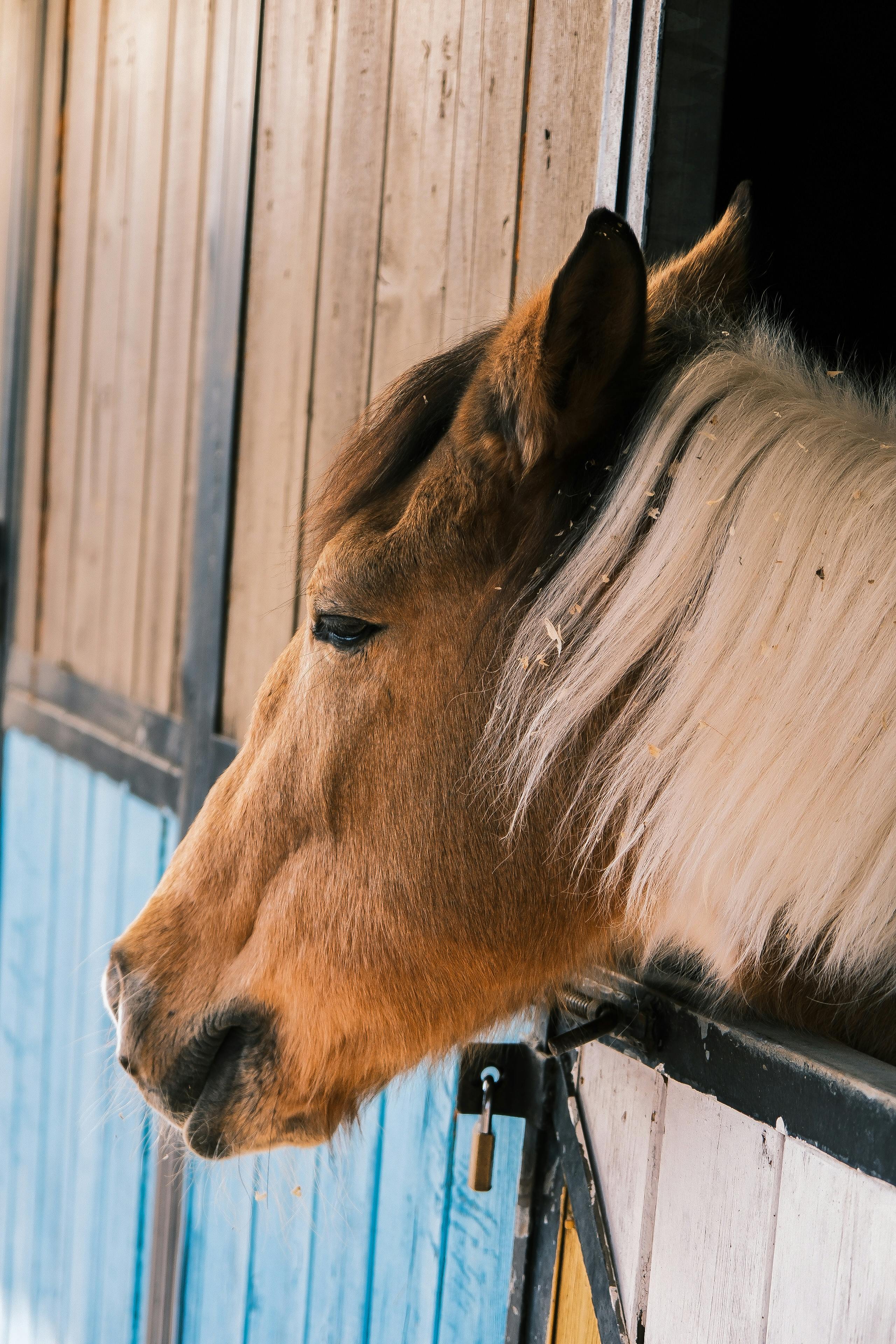 Horse Ranch Photos, Download The BEST Free Horse Ranch Stock Photos ...