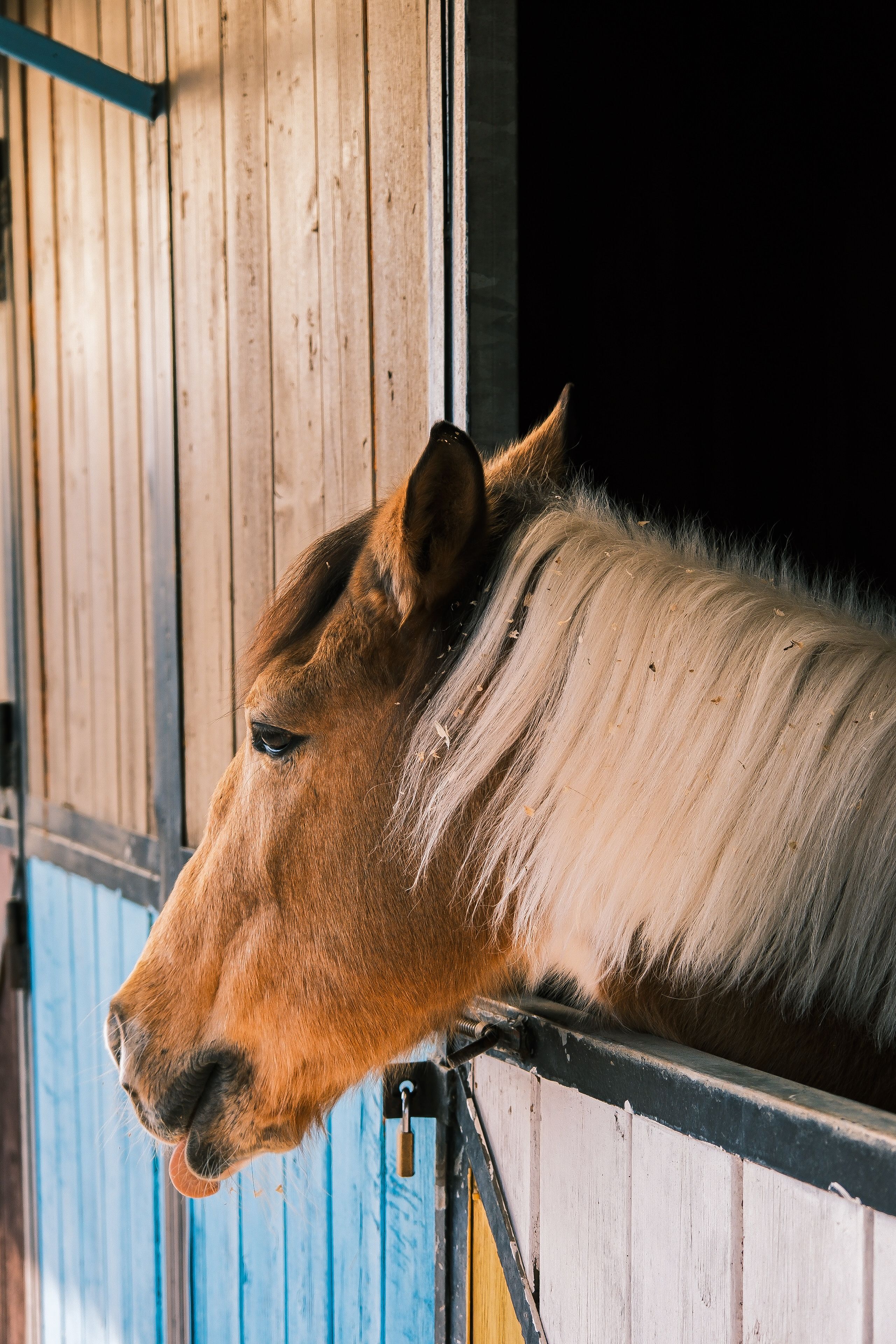 Horse in Stallion · Free Stock Photo