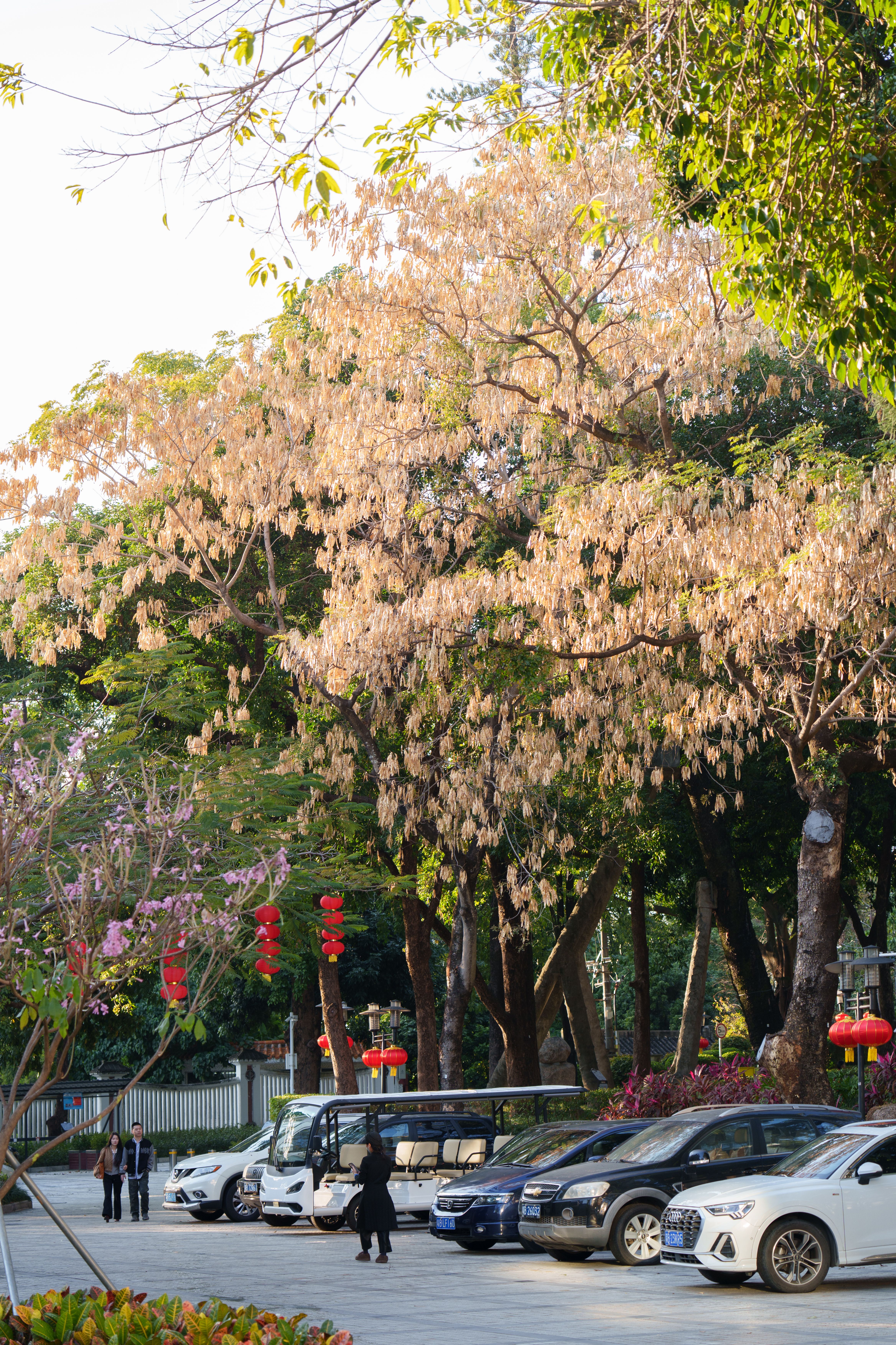 Scenic Urban Park with Blossoming Trees · Free Stock Photo