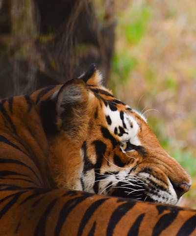 Tiger Head Photos, Download The BEST Free Tiger Head Stock Photos & HD ...