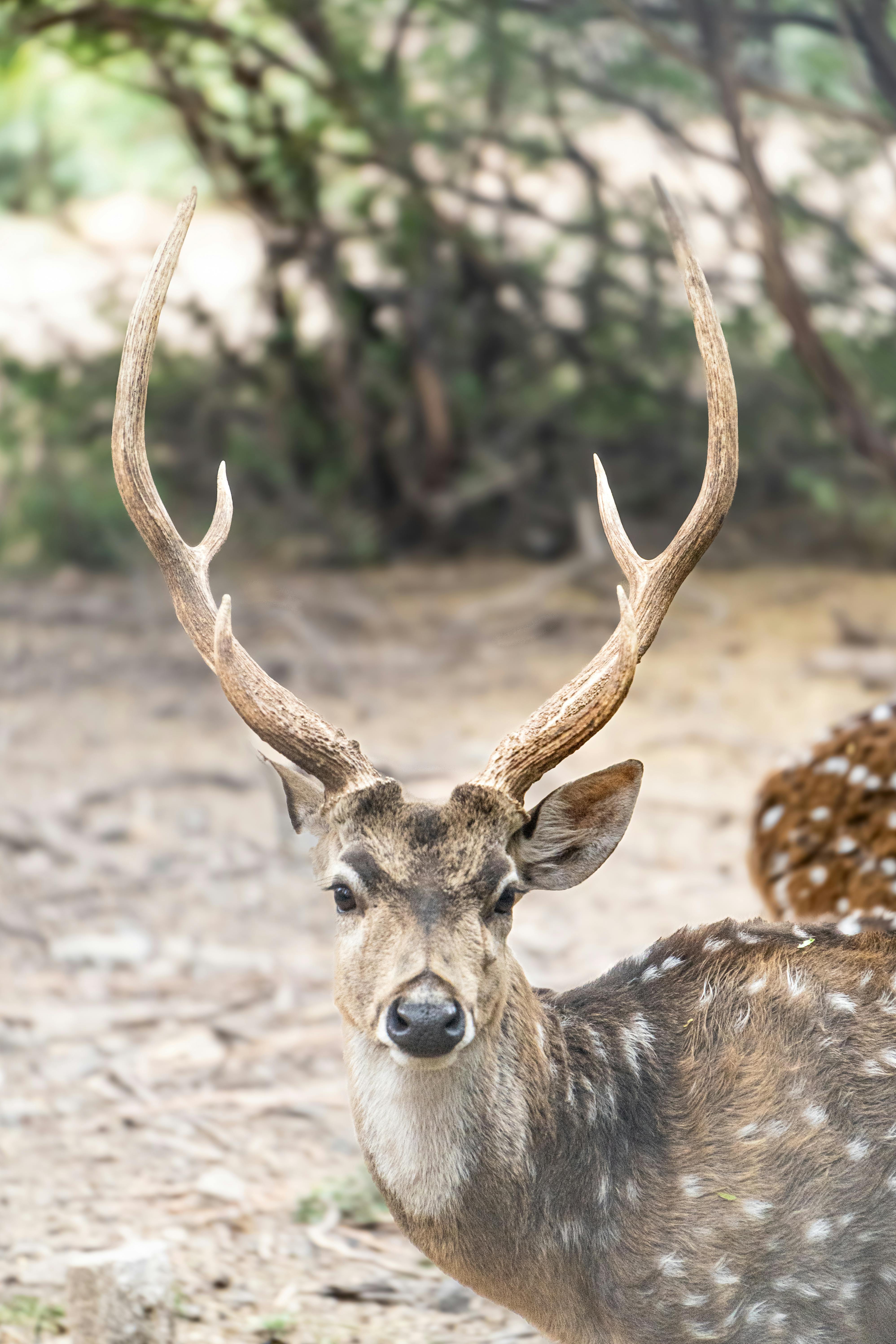Selective Focus Photo of Deer · Free Stock Photo
