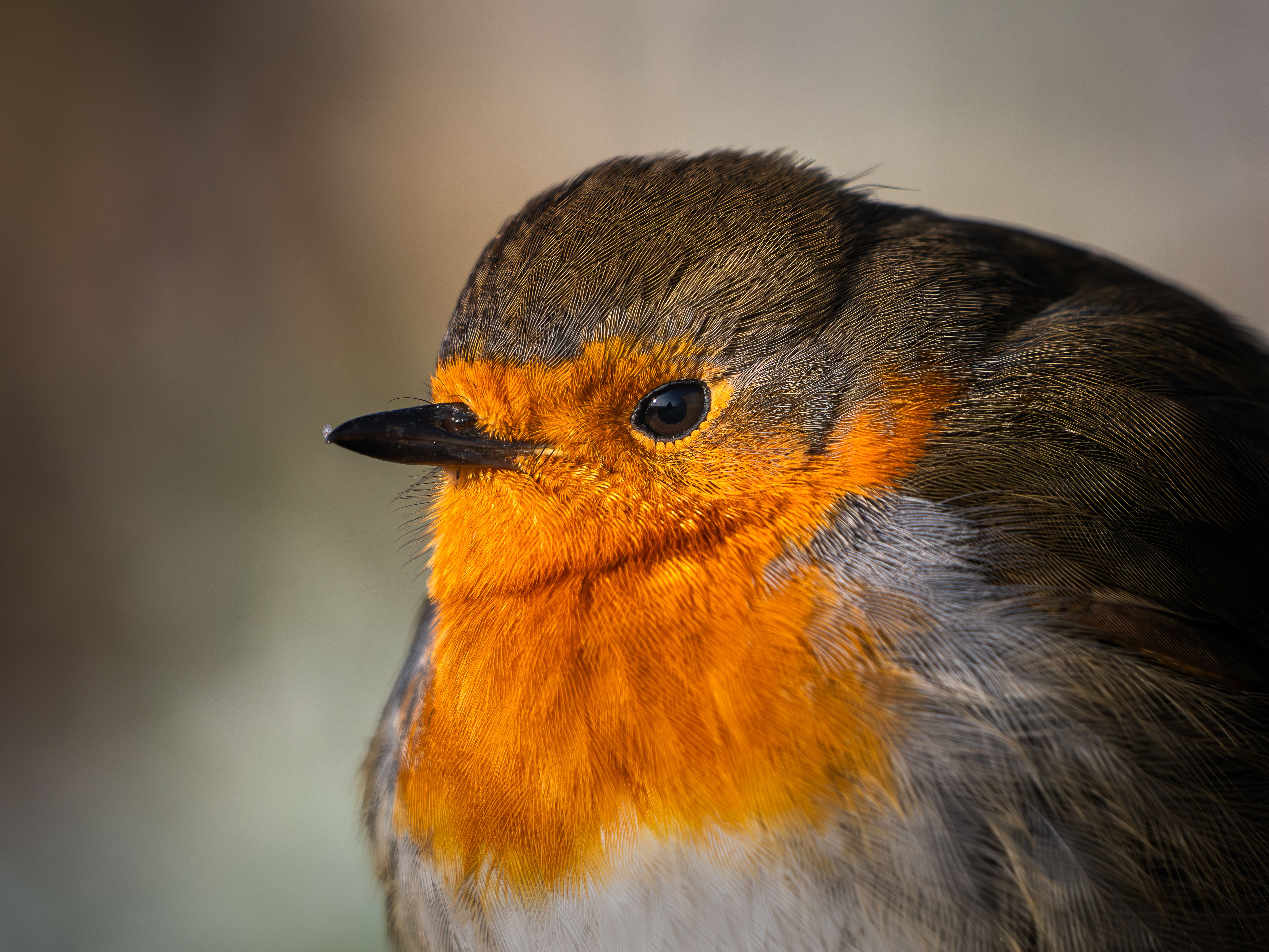 Bird Mccraken Photos, Download The BEST Free Bird Mccraken Stock Photos ...