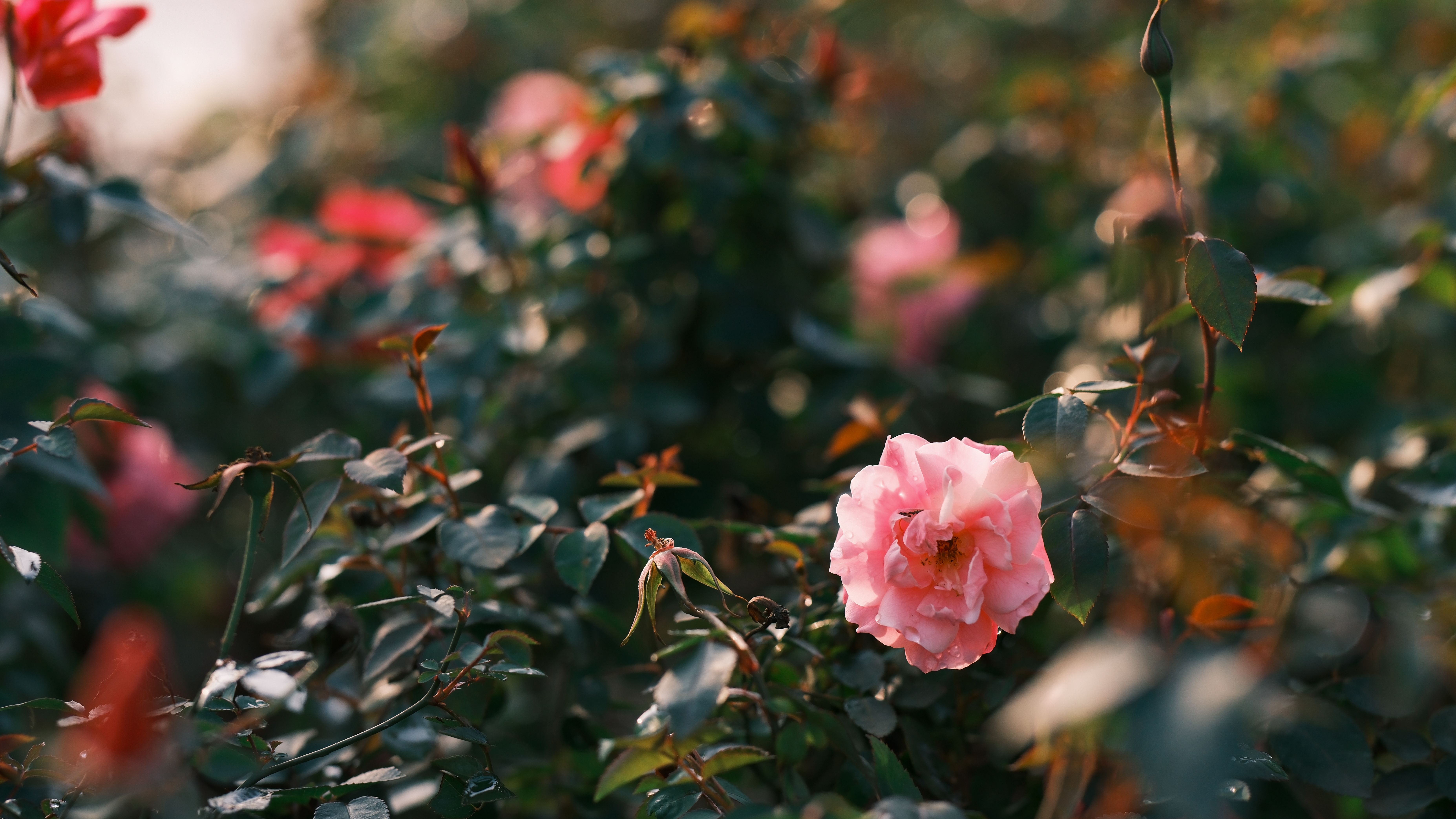 Close-Up of Pink Rose Blooming in Garden · Free Stock Photo