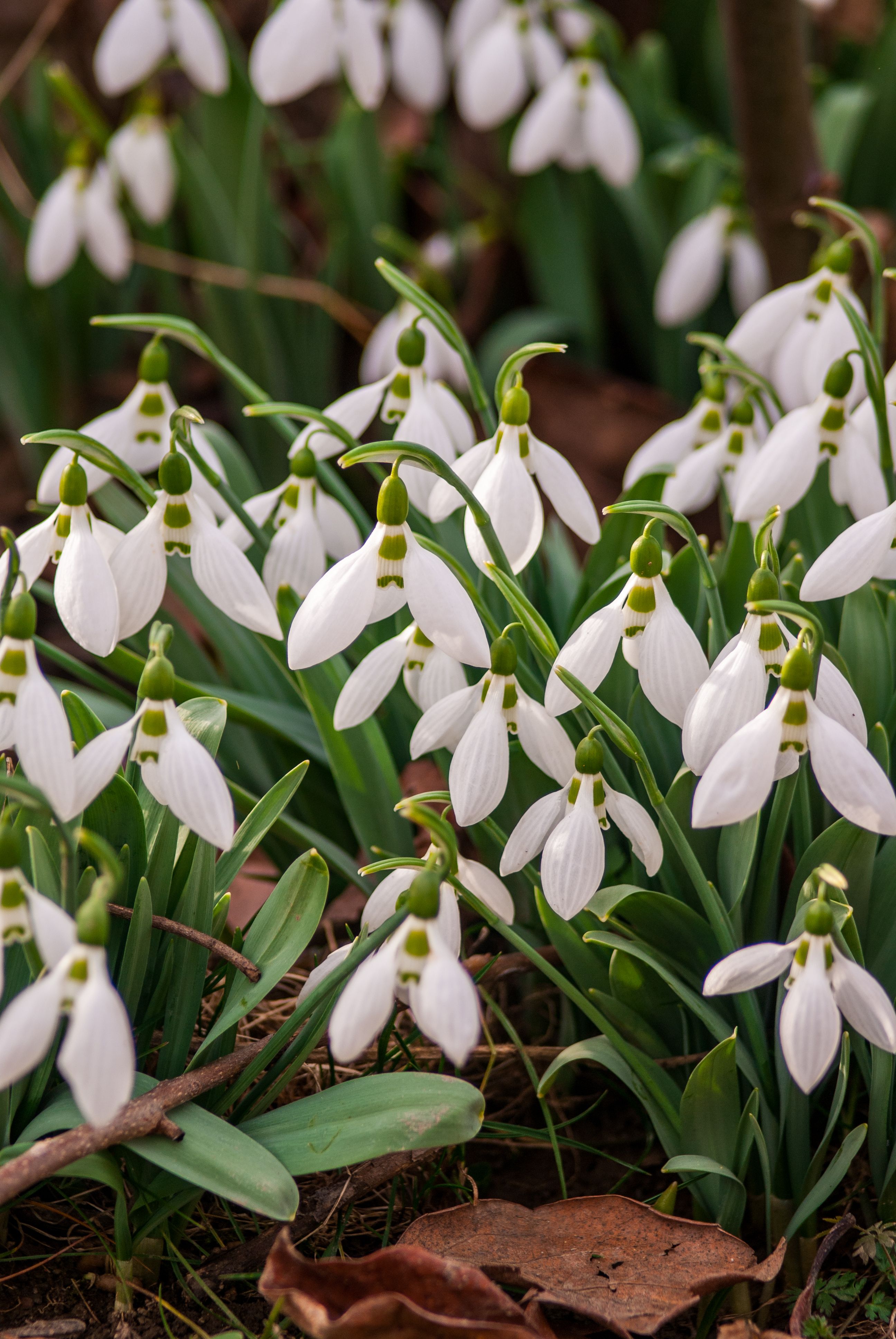 Snowdrops Photos, Download The BEST Free Snowdrops Stock Photos & HD Images