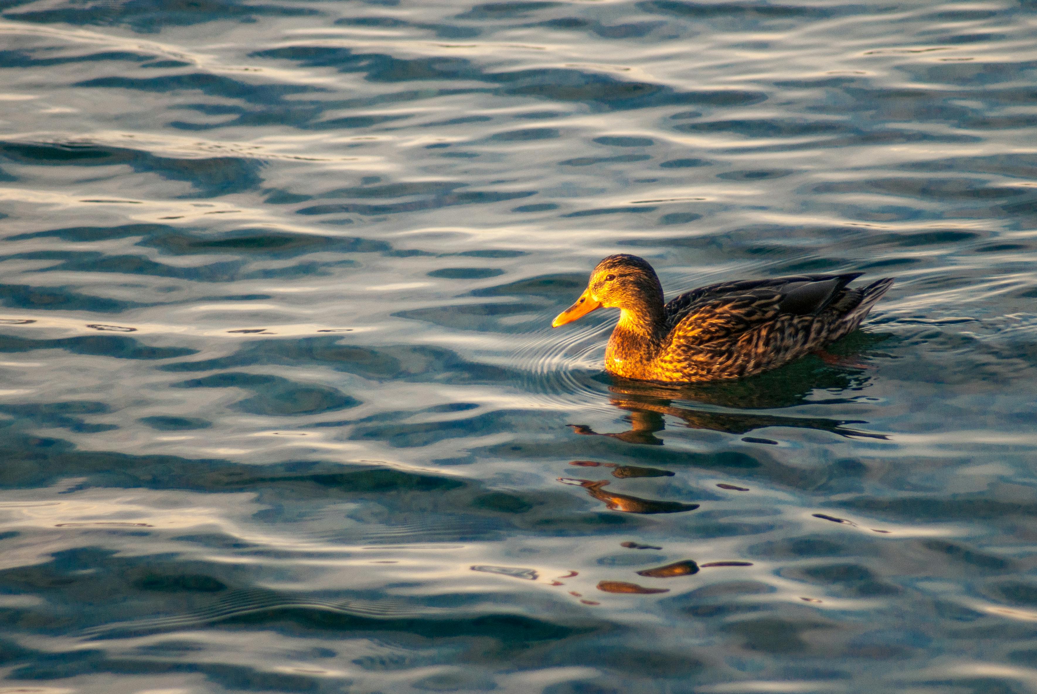 Duck Swimming in Ohrid Lake at Sunset · Free Stock Photo