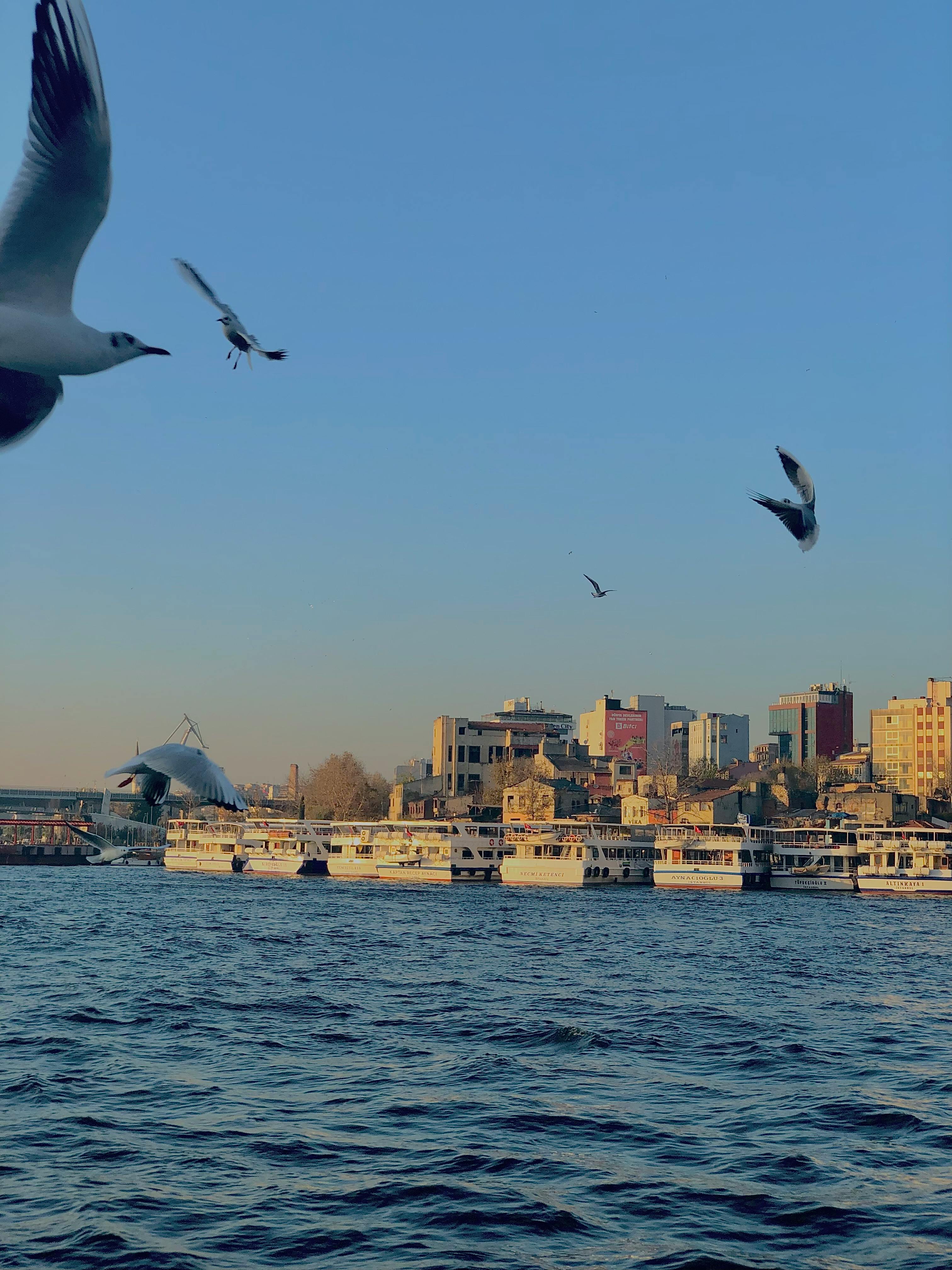 Birds Fiy In The Sky Photos, Download The BEST Free Birds Fiy In The ...