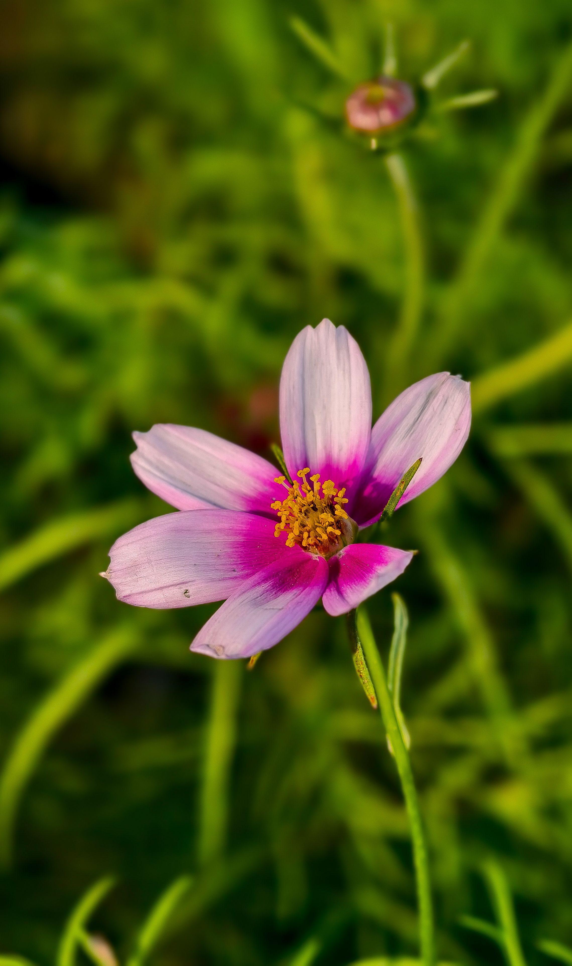 Close-up of a Vibrant Pink Cosmos Flower in Bloom · Free Stock Photo