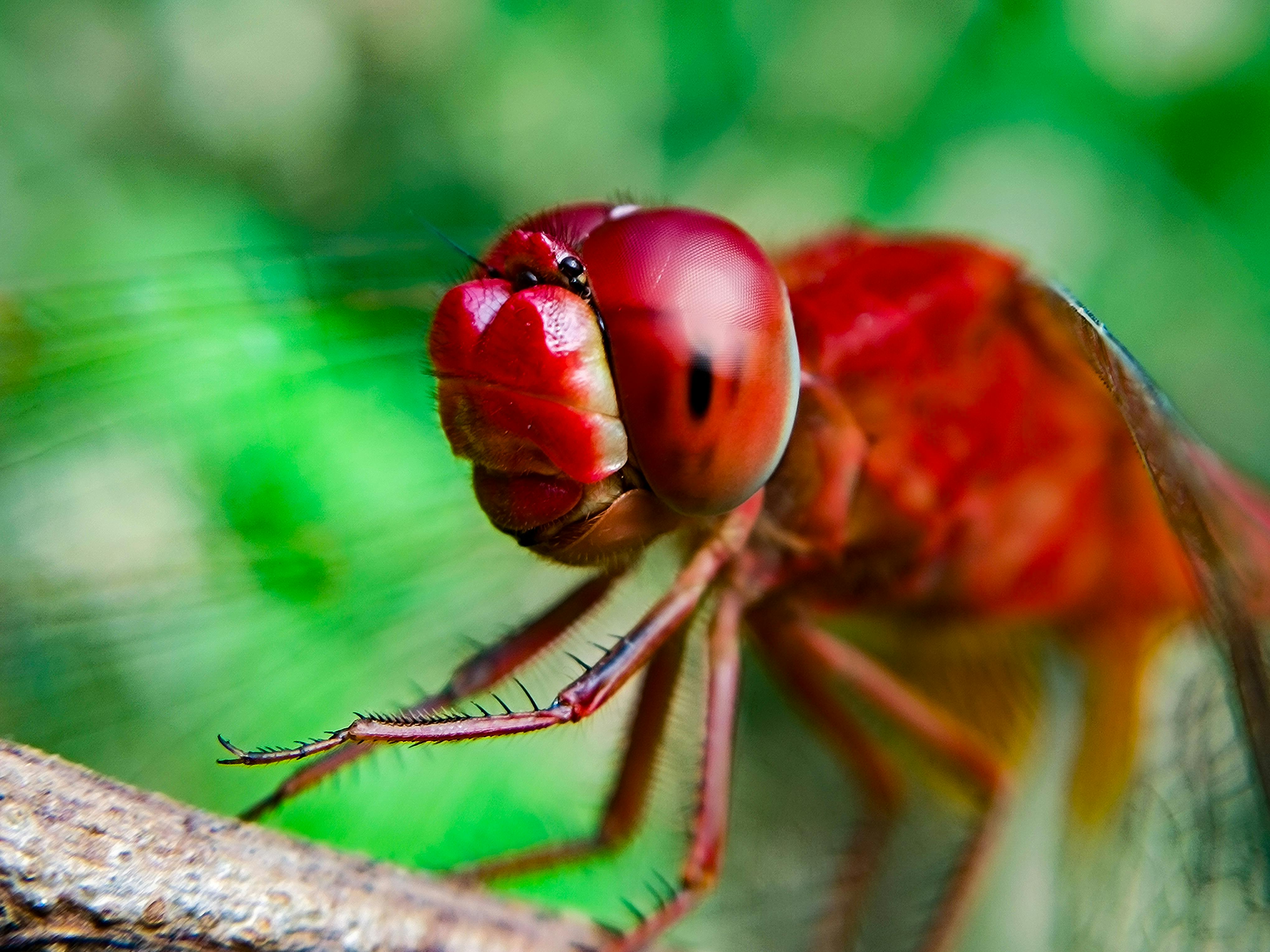 Foto de stock gratuita sobre al aire libre, alas, anisoptera, artrópodo ...