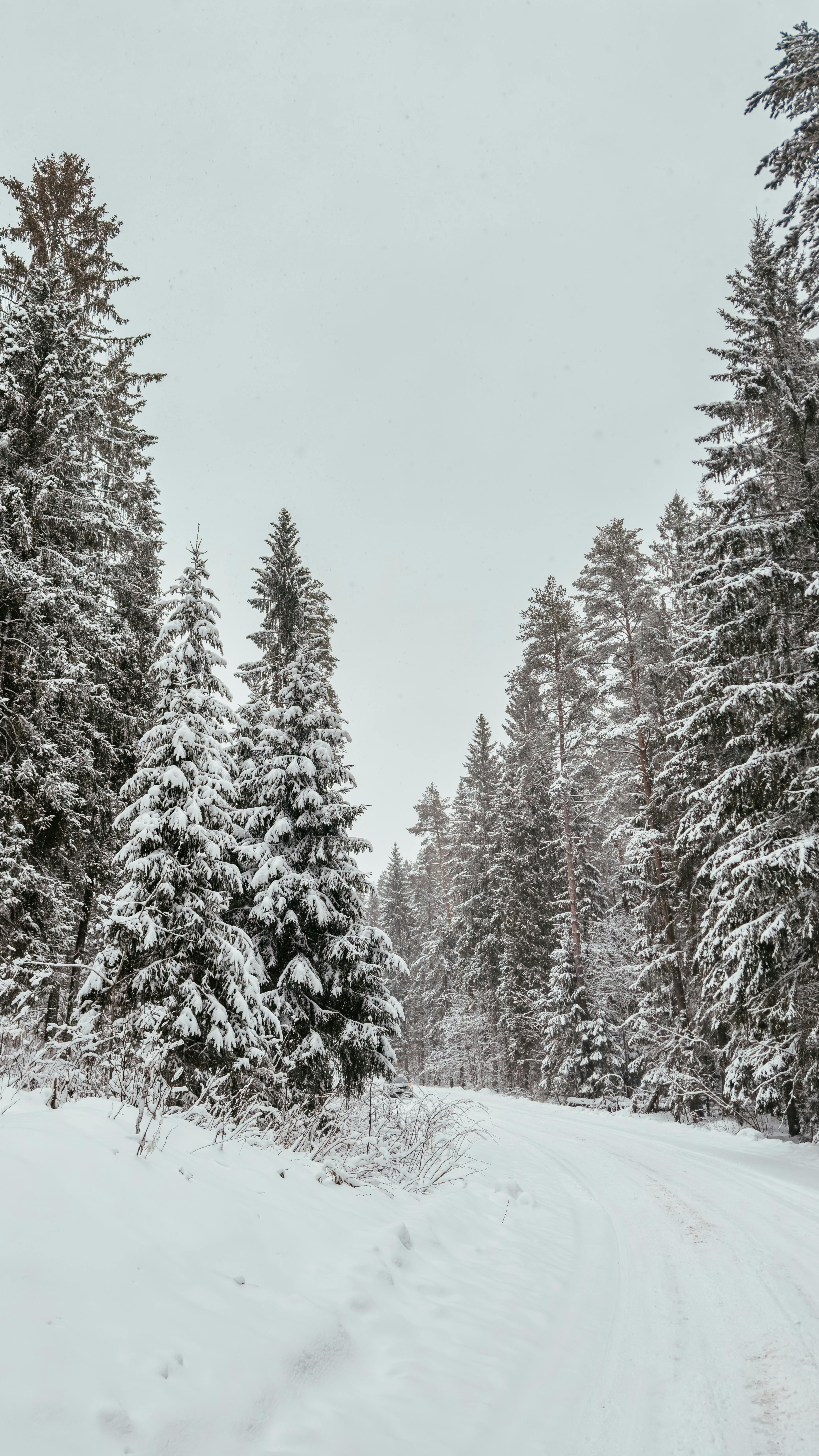 Syntax Fir Photos, Download The BEST Free Syntax Fir Stock Photos & HD ...