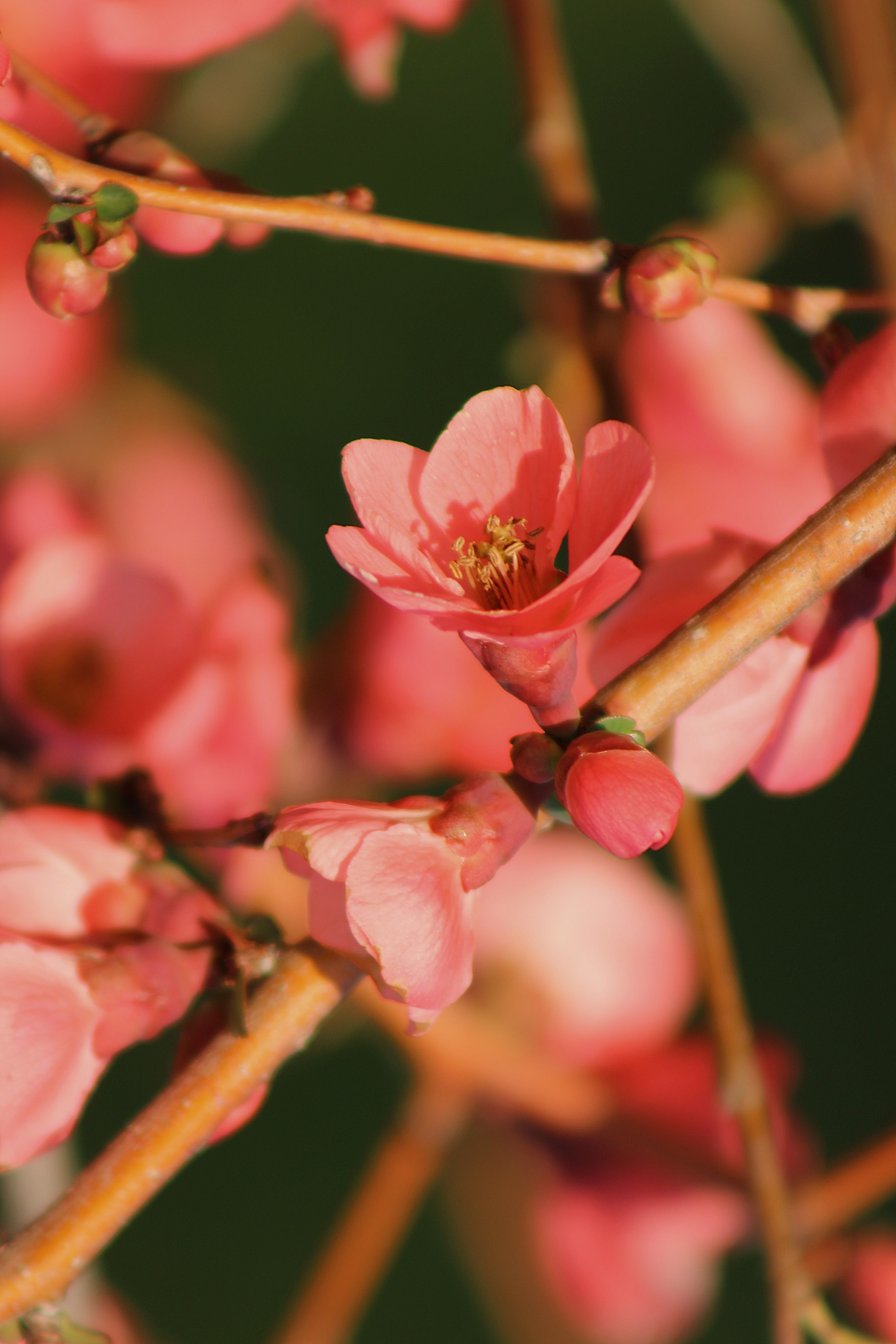 Close-up of Beautiful Pink Blossoms in Spring · Free Stock Photo