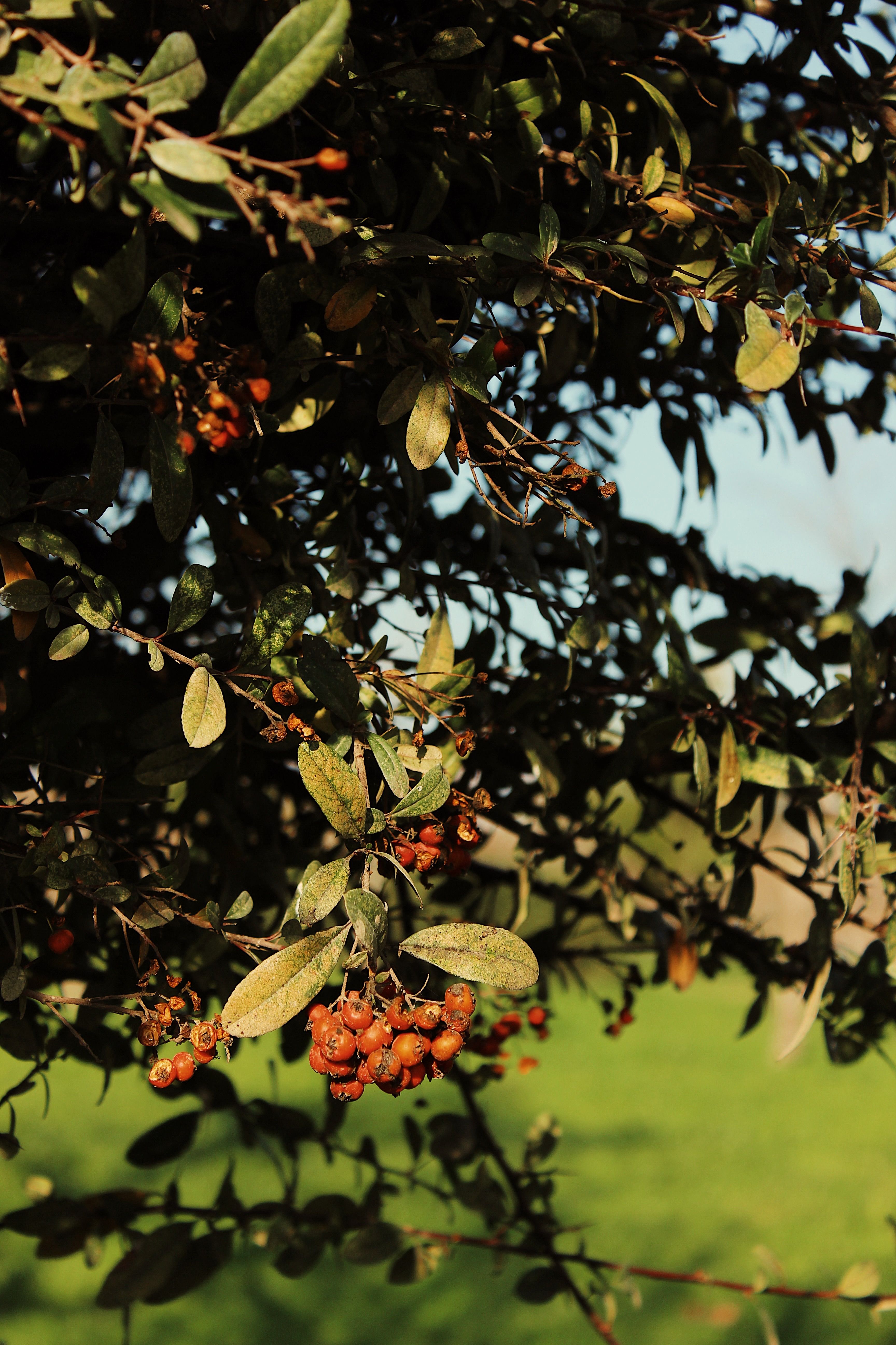Sunny Bush Photos, Download The BEST Free Sunny Bush Stock Photos & HD ...