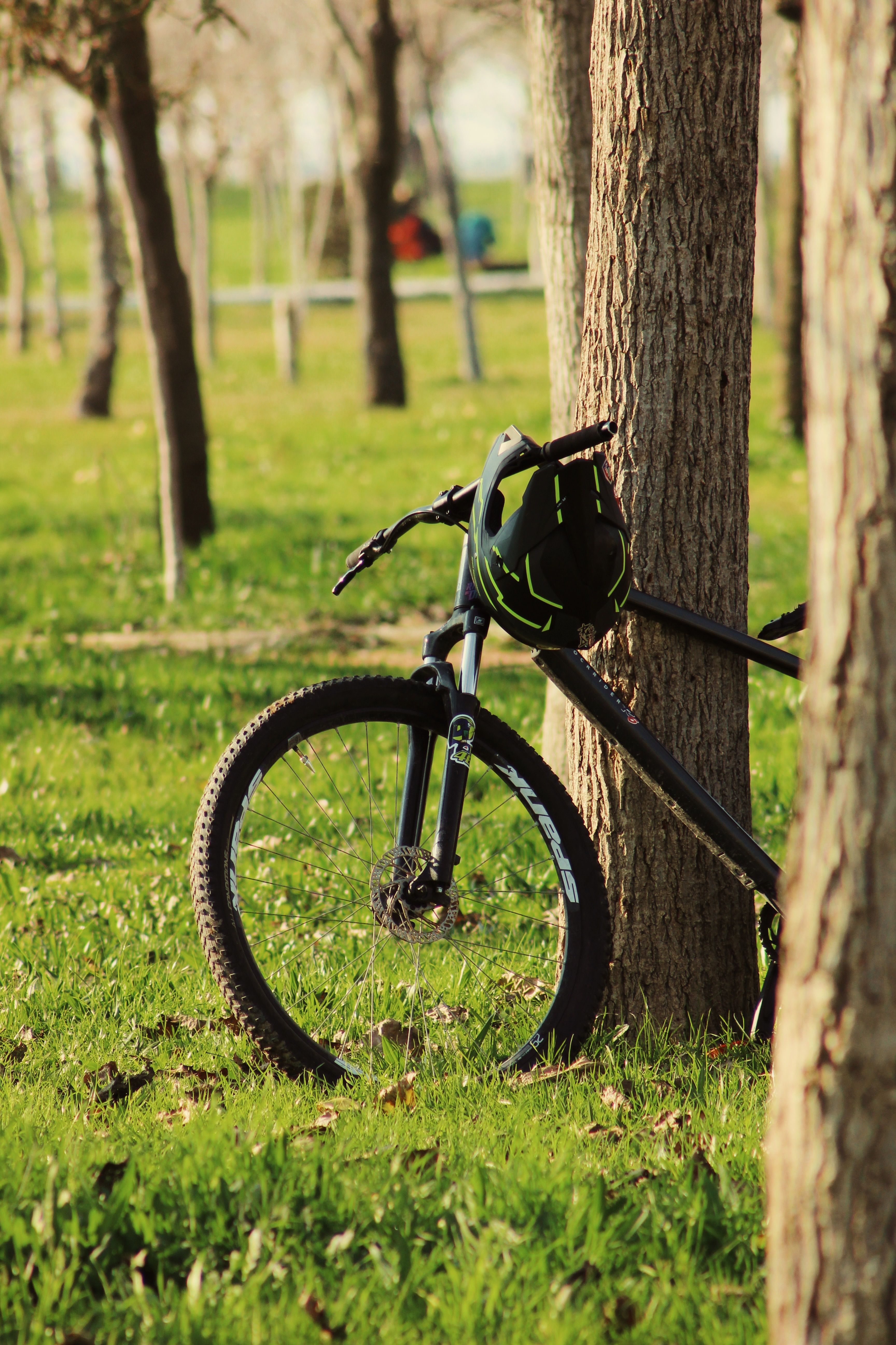 Mountain bike resting against tree in park · Free Stock Photo