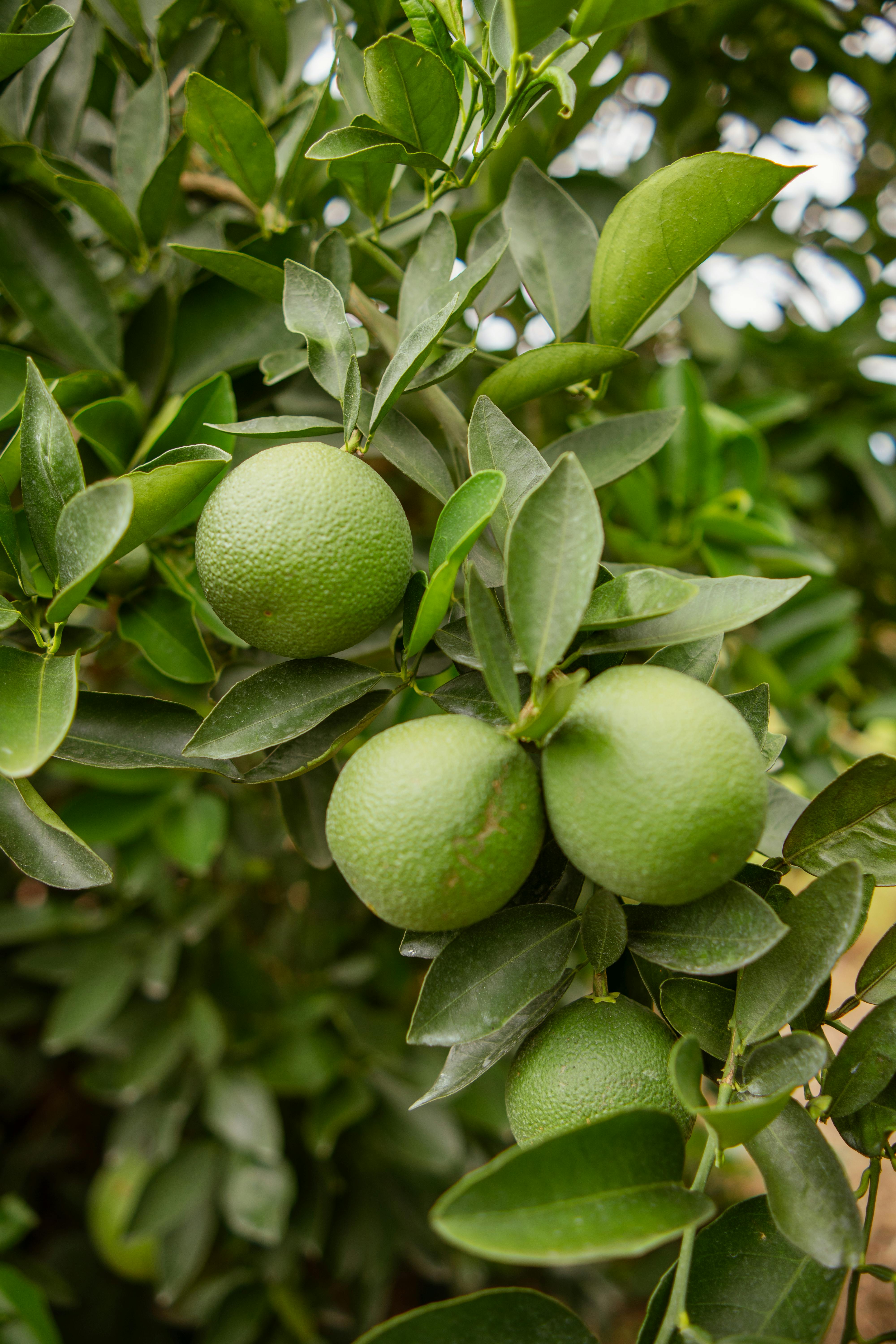 Brazilian Citrus Photos, Download The BEST Free Brazilian Citrus Stock ...