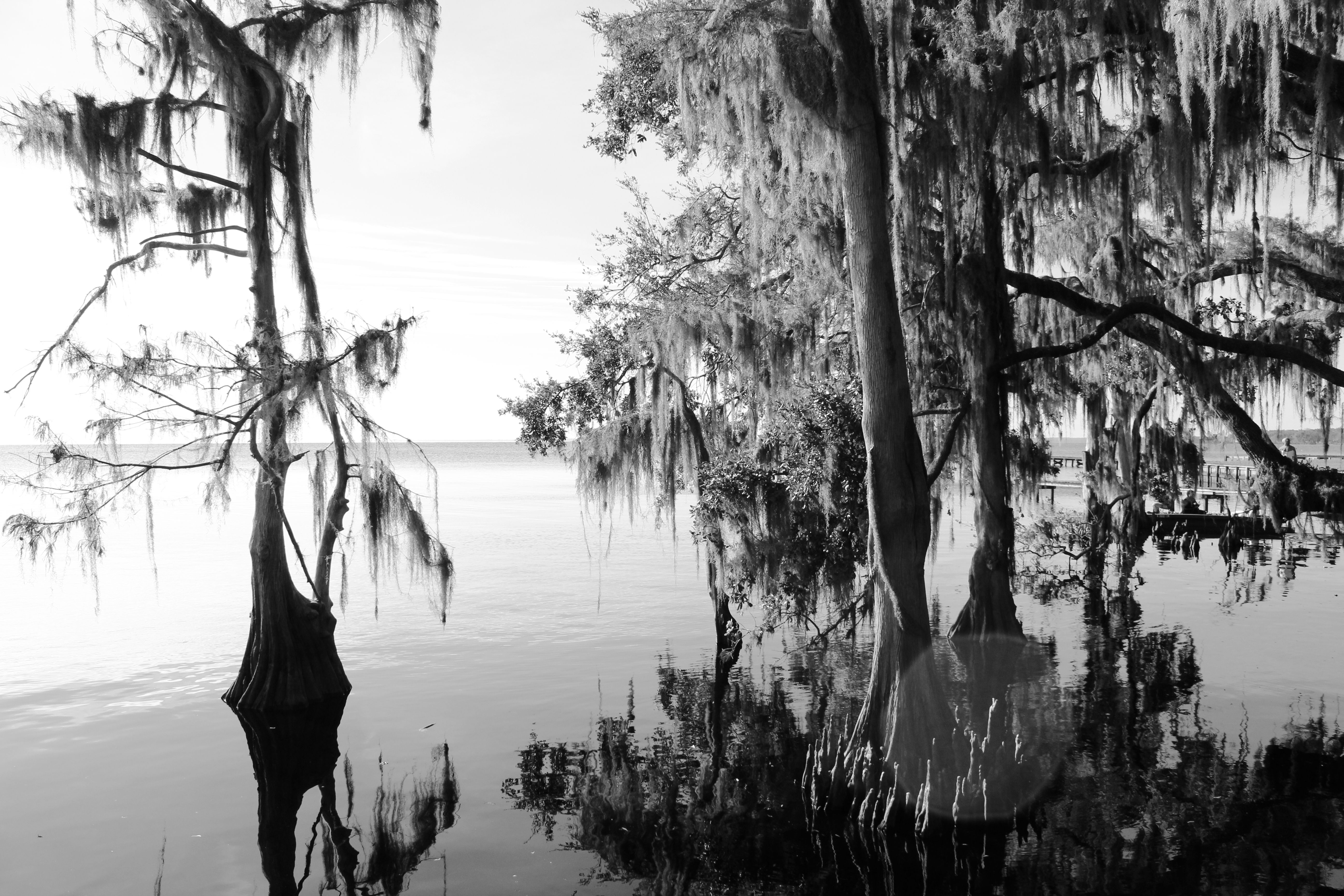 Serene Black and White Swamp Landscape with Cypress Trees · Free Stock ...
