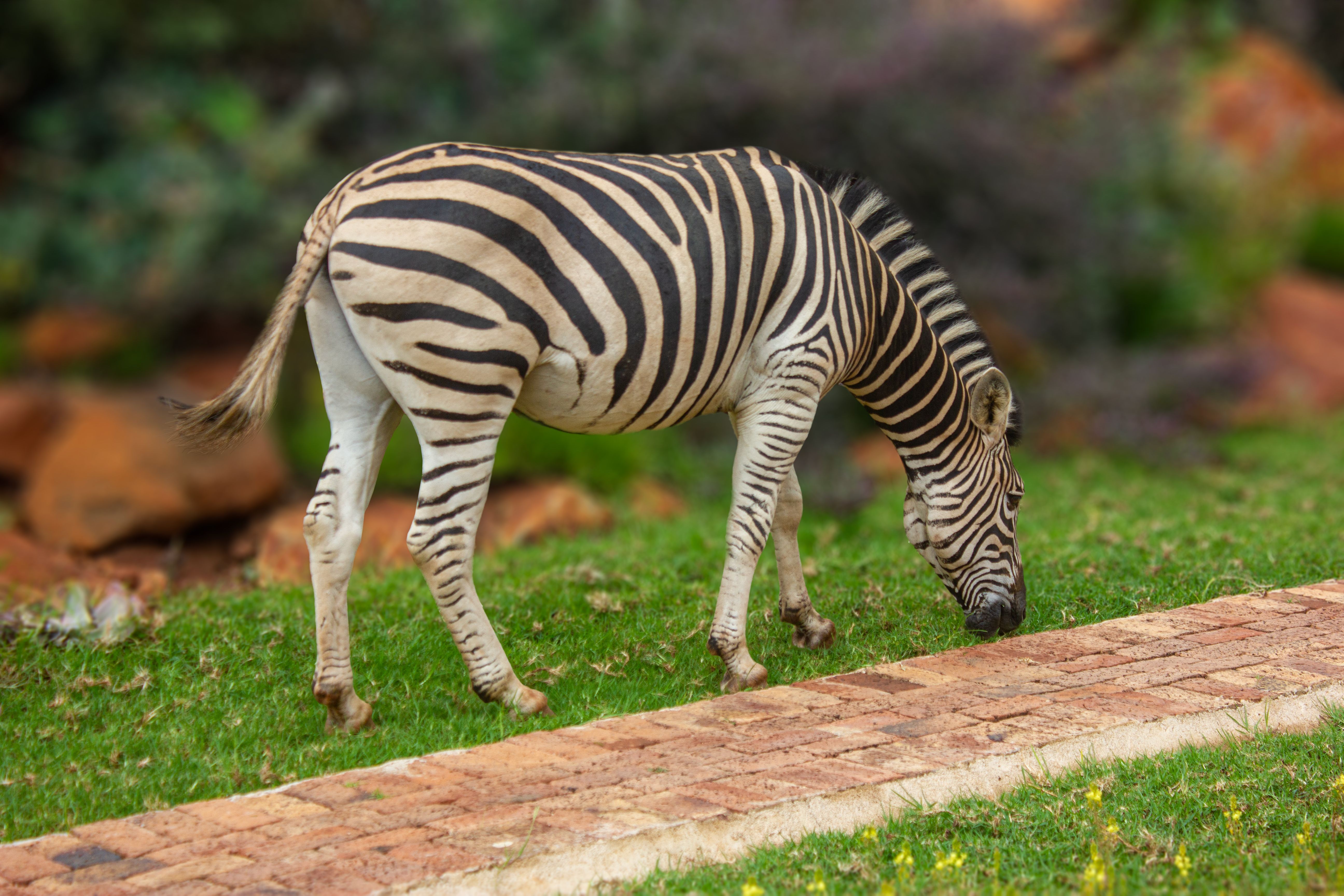 Zebra Grazing in Harare, Zimbabwe Park · Free Stock Photo