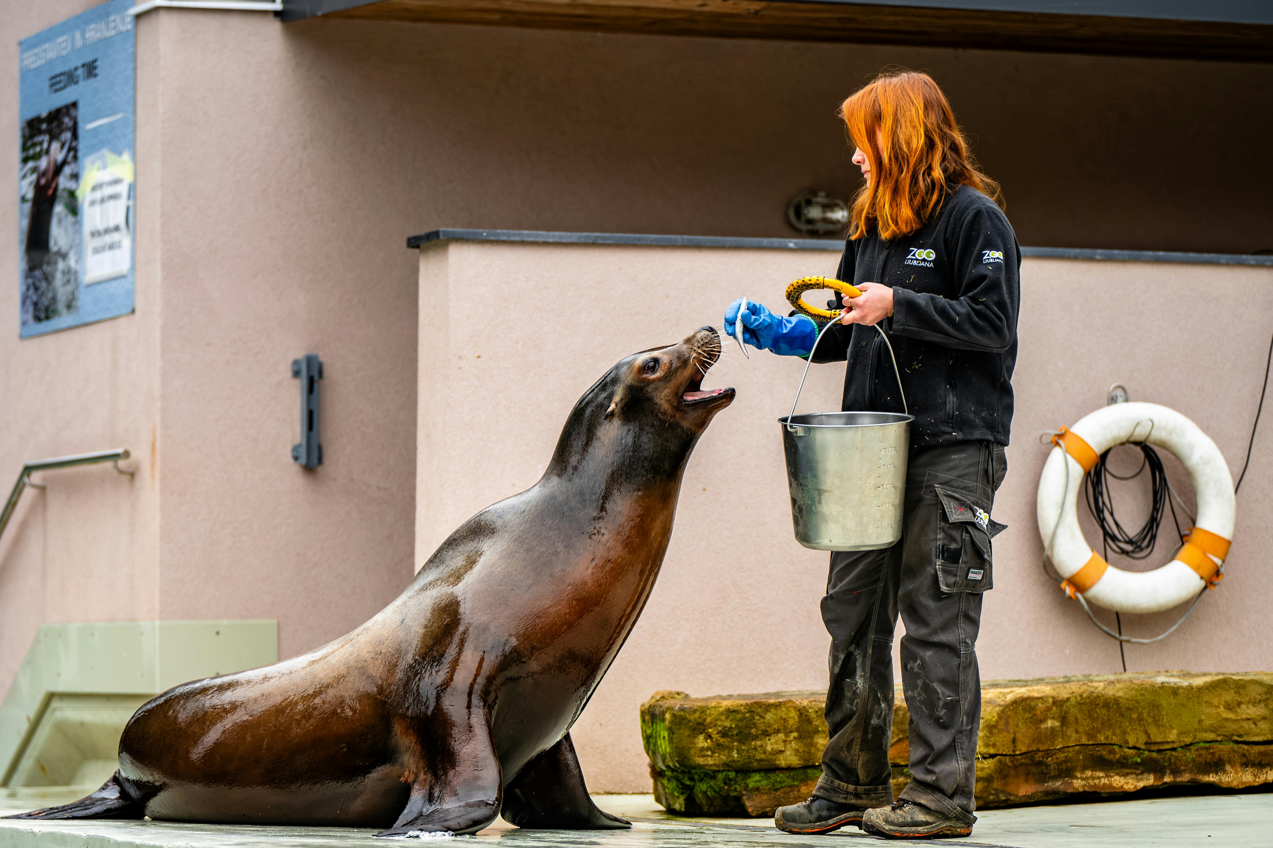 Zookeeper Training Photos, Download The BEST Free Zookeeper Training ...