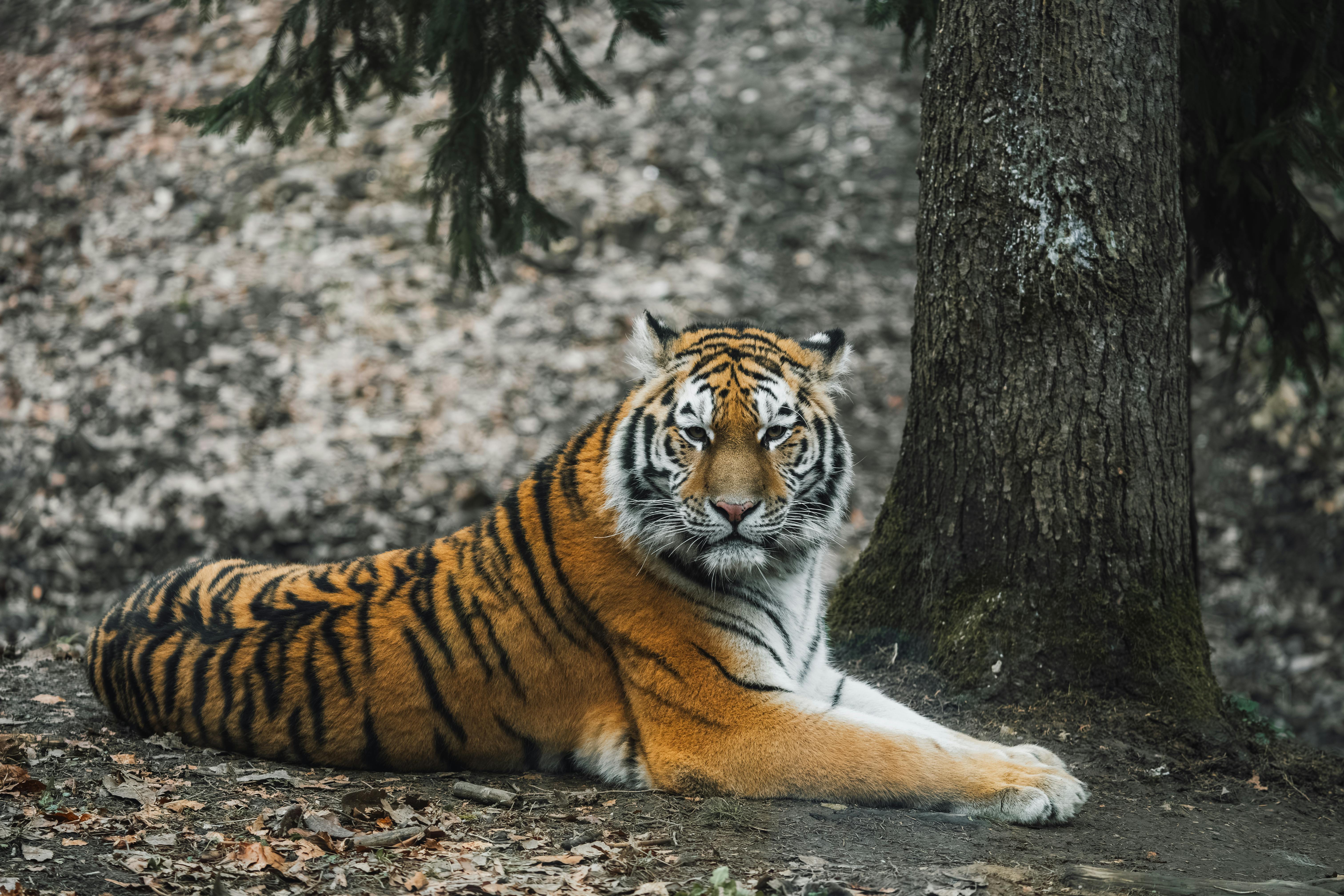 Majestuoso Tigre Siberiano Descansando En La Naturaleza · Foto de stock ...