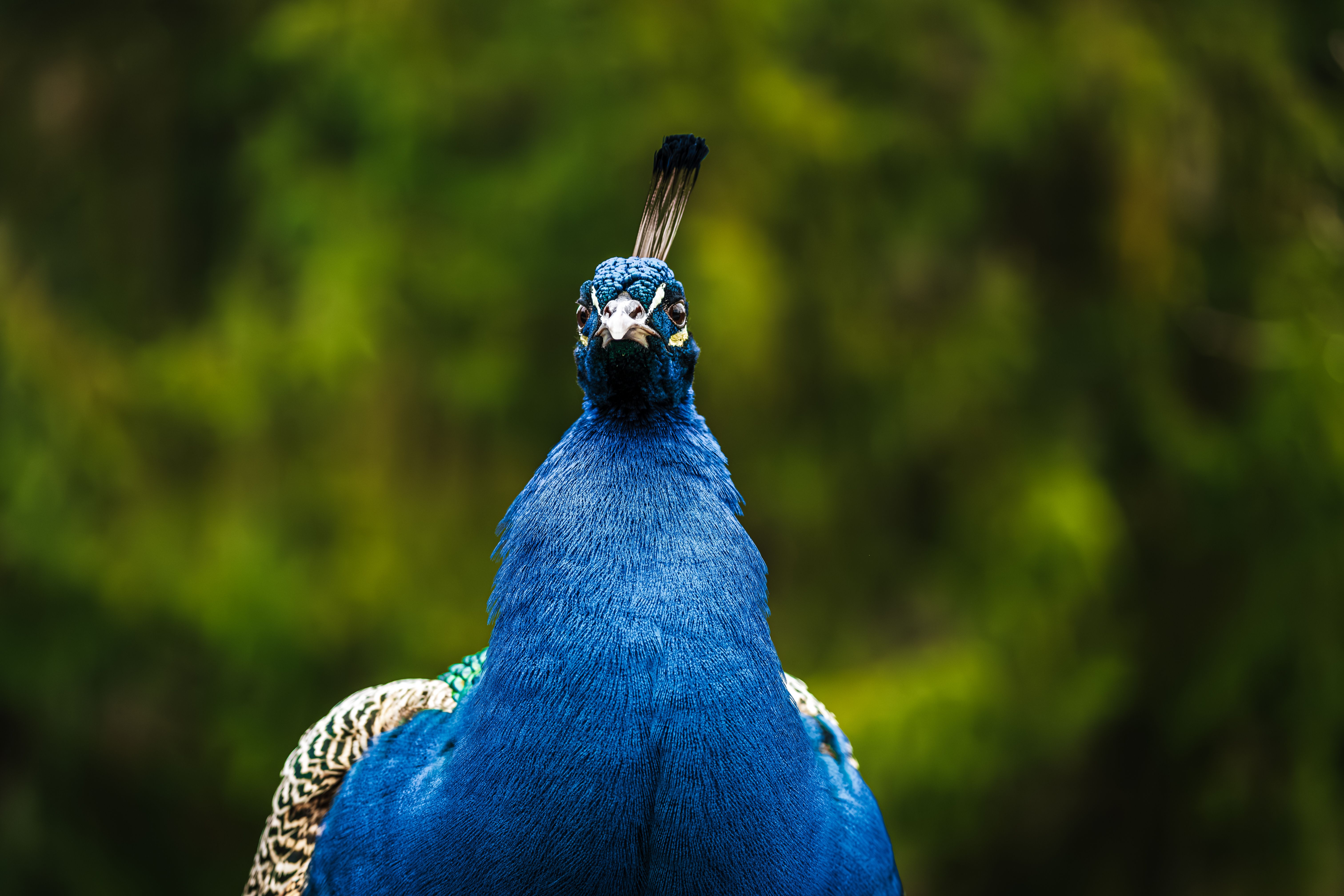 Vivid Portrait of a Majestic Peacock in Nature · Free Stock Photo