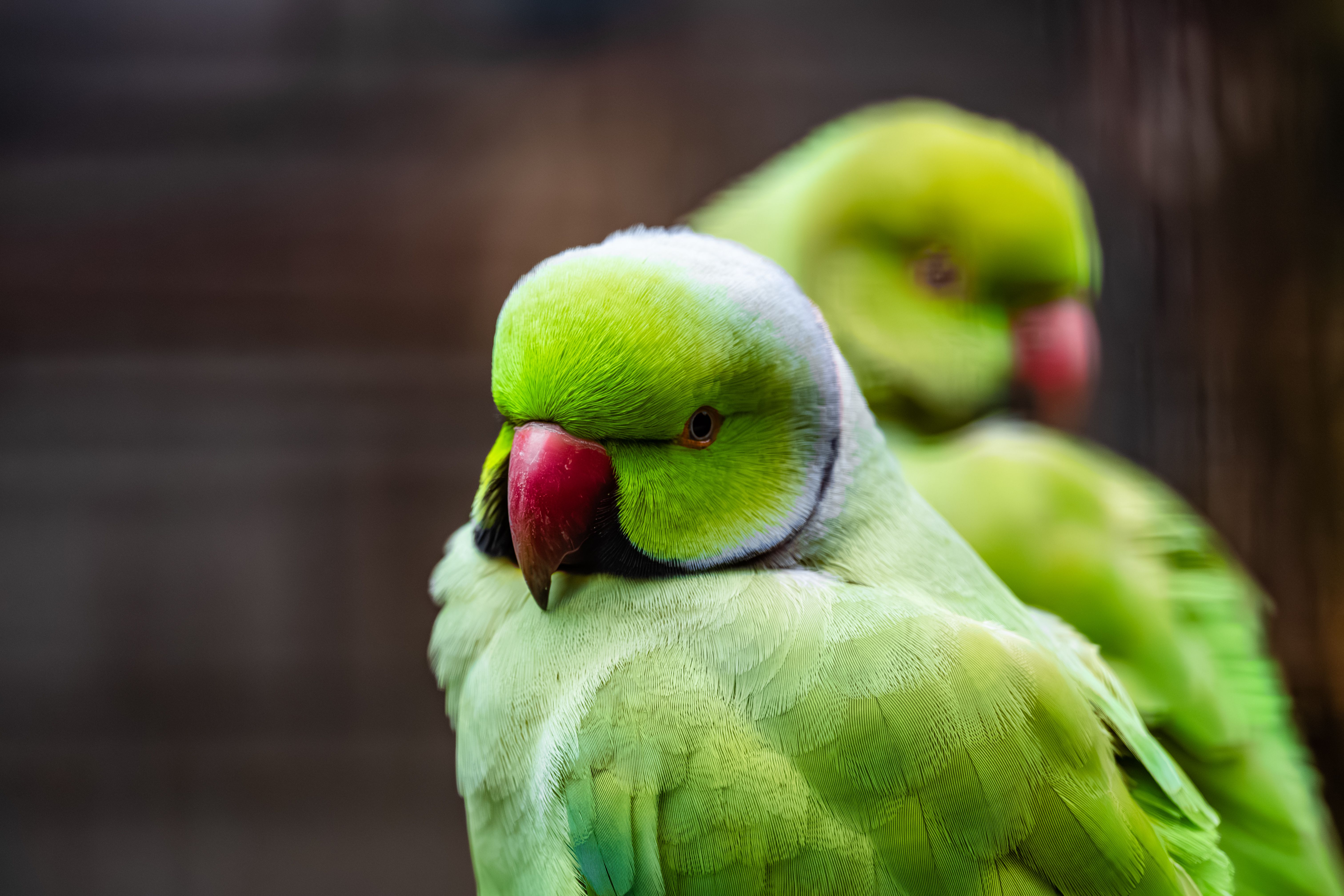 Close-up of Green Parakeets in Ljubljana · Free Stock Photo