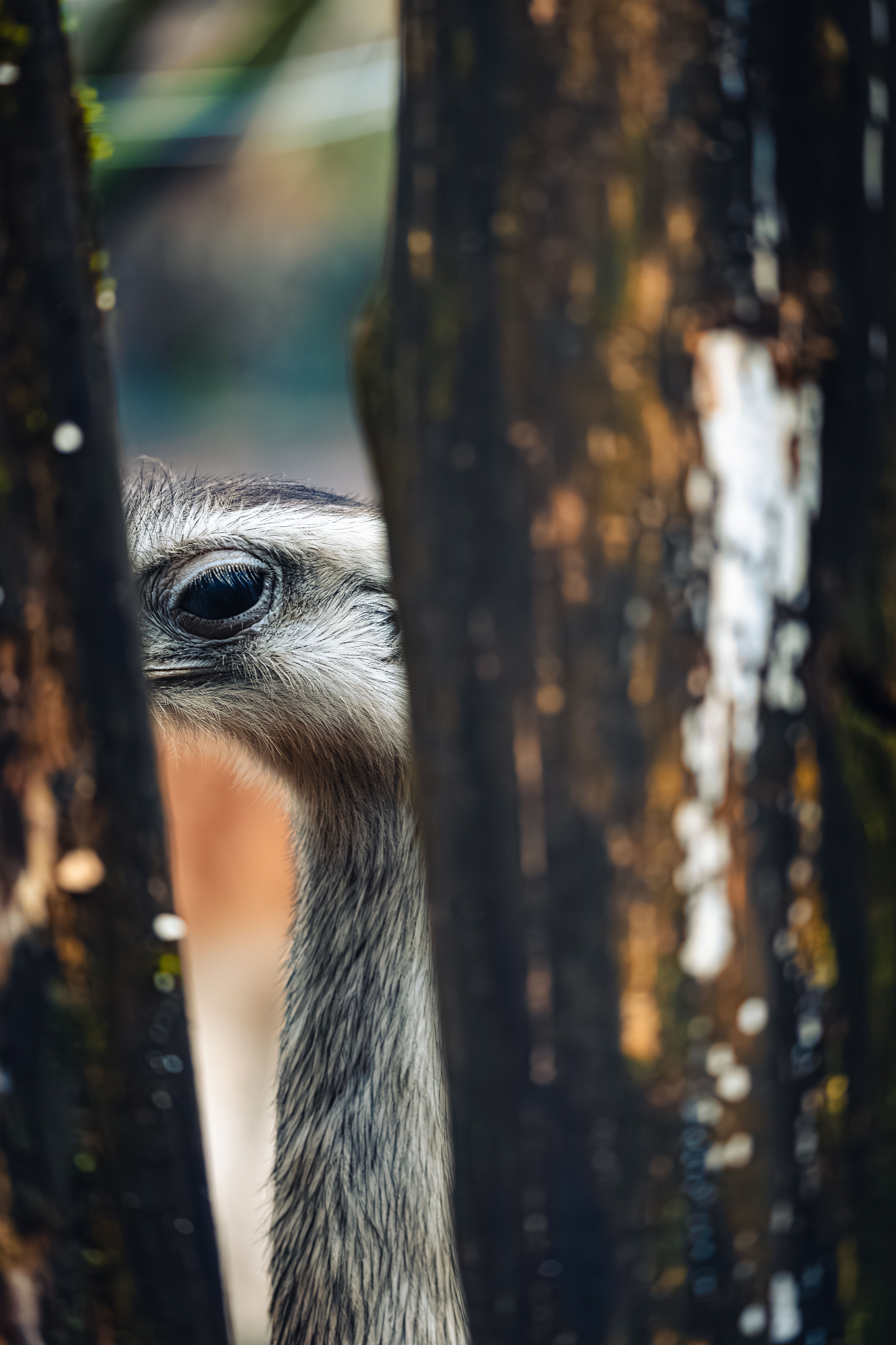 Ostrich Eye Close-Up Behind Tree Bark · Free Stock Photo