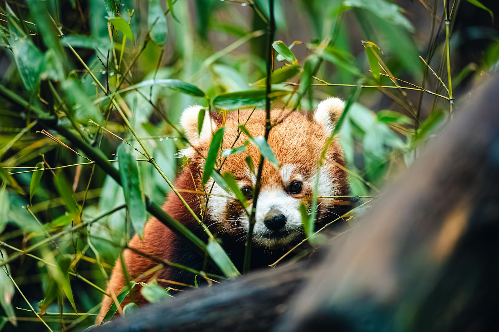 Red Panda Photos, Download The BEST Free Red Panda Stock Photos & HD Images