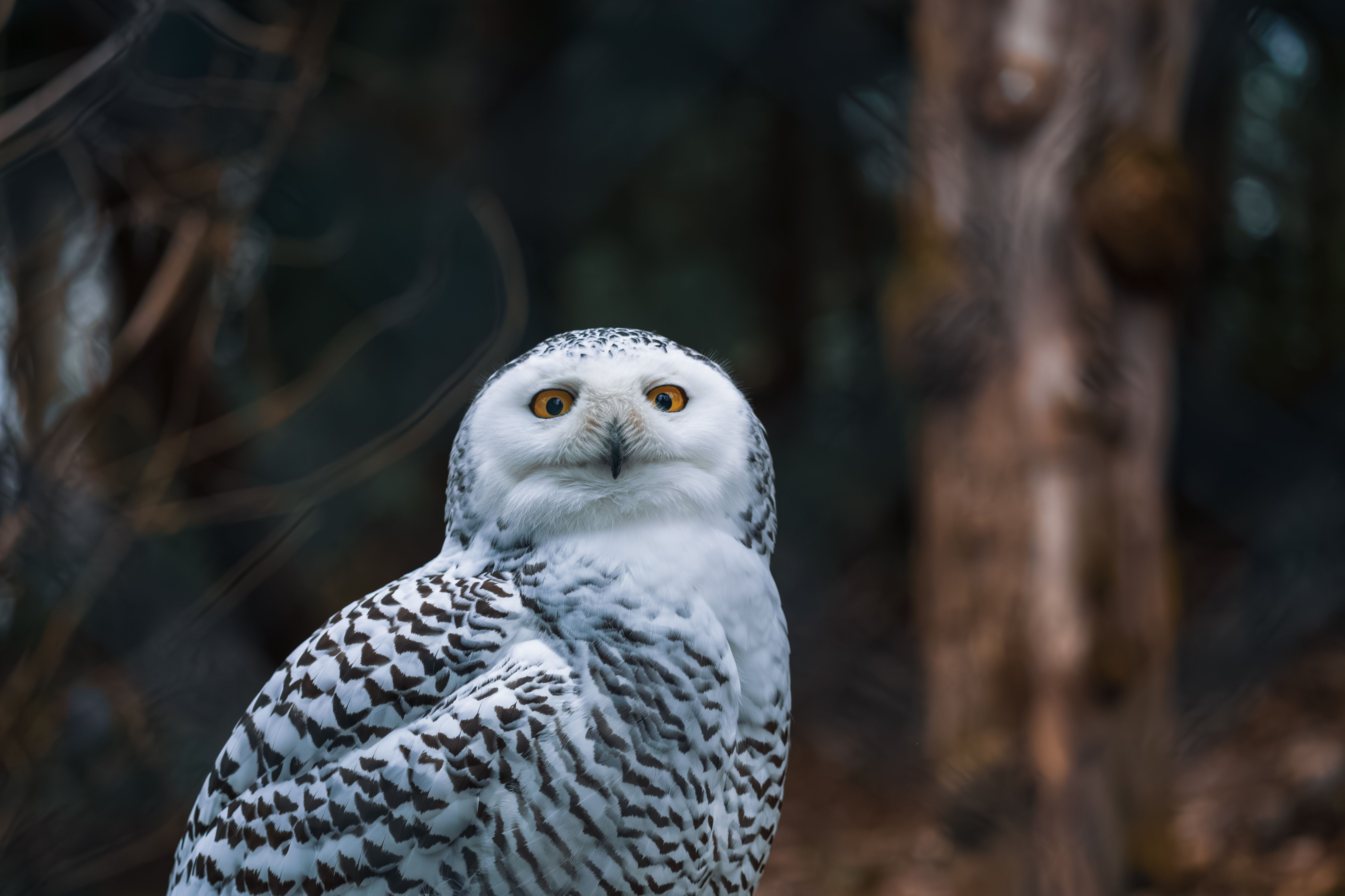 Majestic Snowy Owl Posing in Forest Habitat · Free Stock Photo
