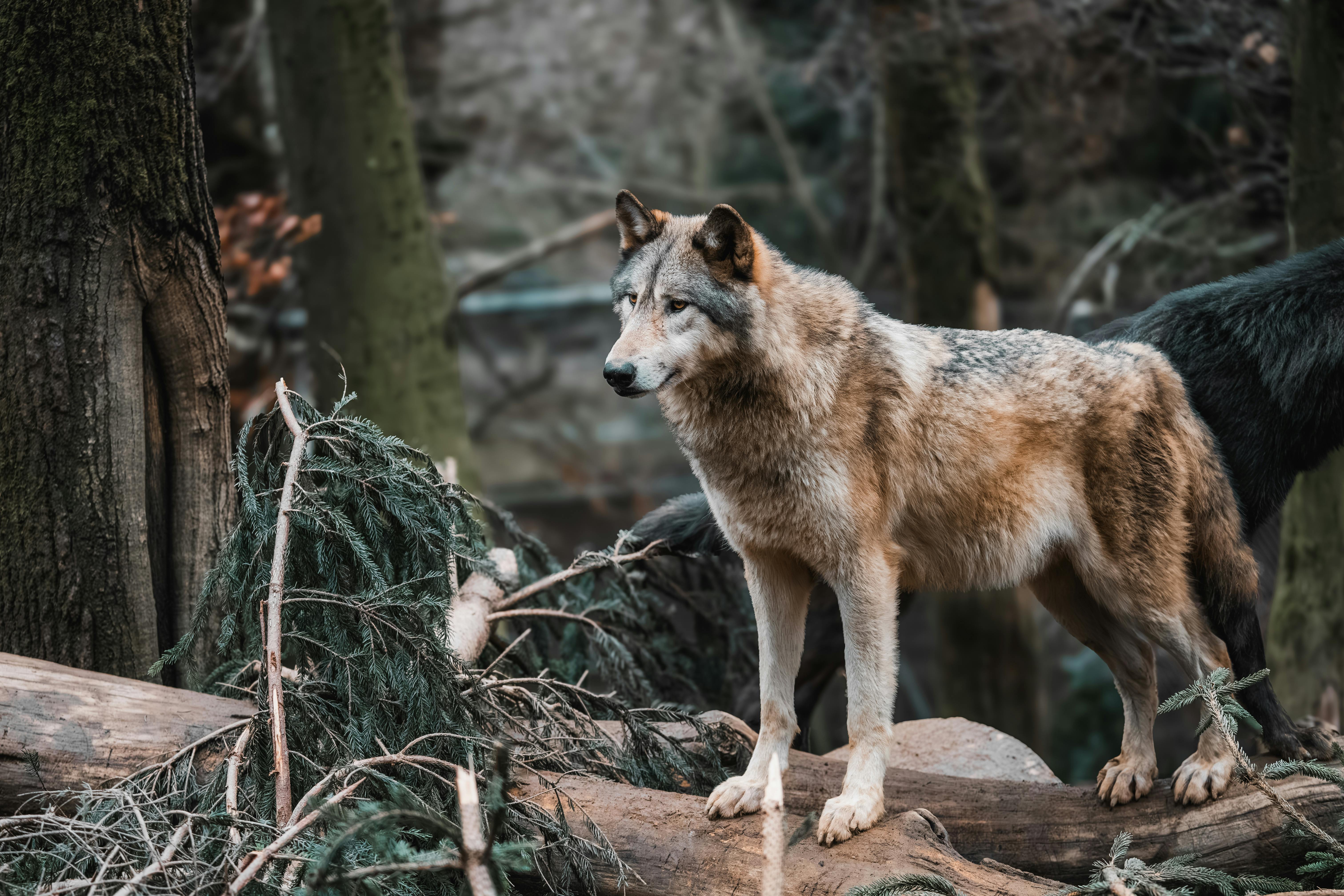 Foto gratuita di aghi di pino, amanti degli animali, amanti della ...