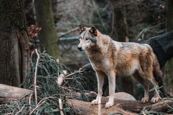 Wolf Sad Photos, Download The BEST Free Wolf Sad Stock Photos & HD Images