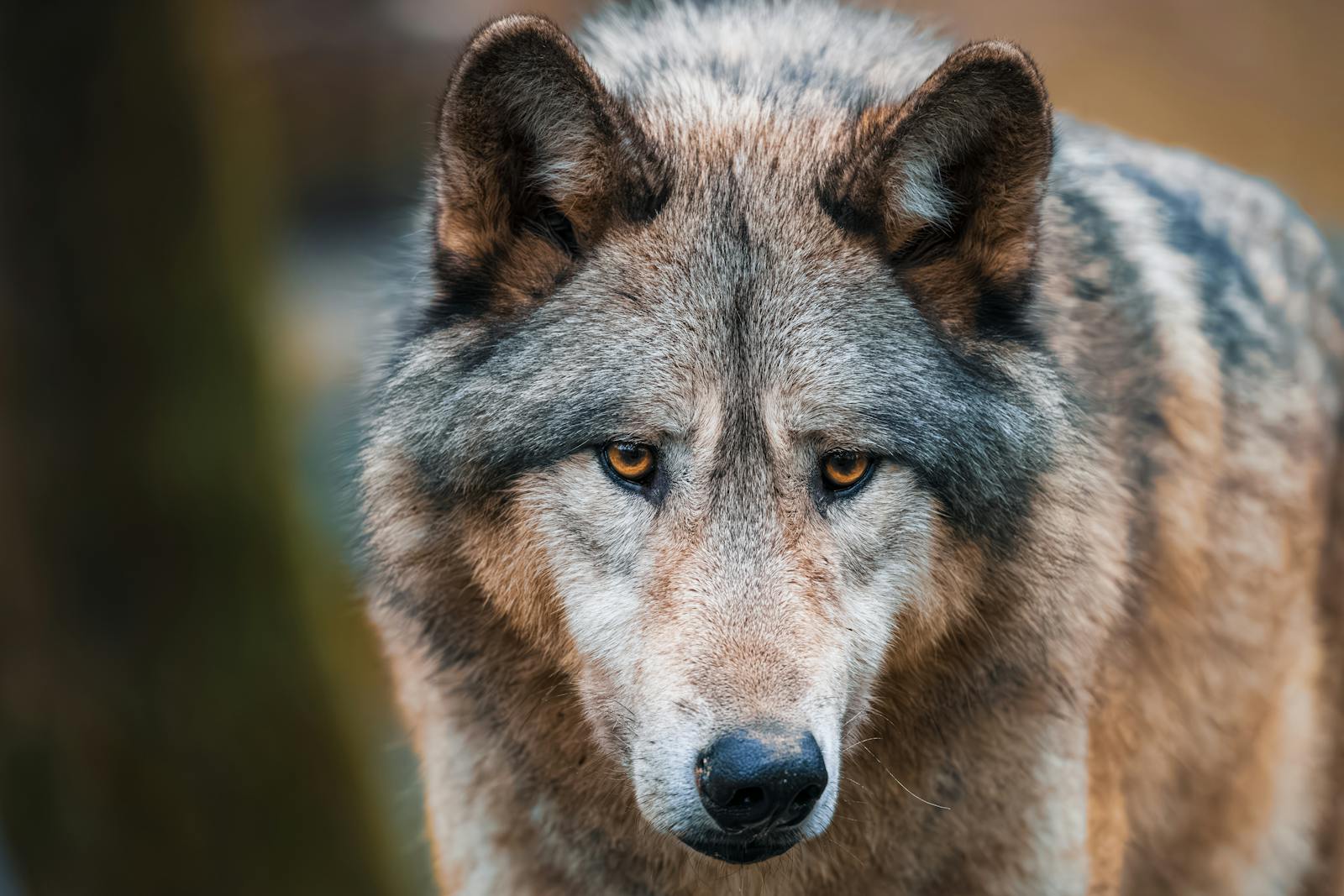 Grey Wolf Photos, Download The BEST Free Grey Wolf Stock Photos & HD Images