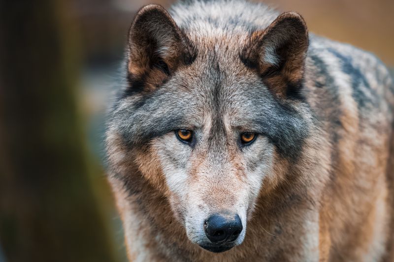 Cute Wolf Photos, Download The BEST Free Cute Wolf Stock Photos & HD Images
