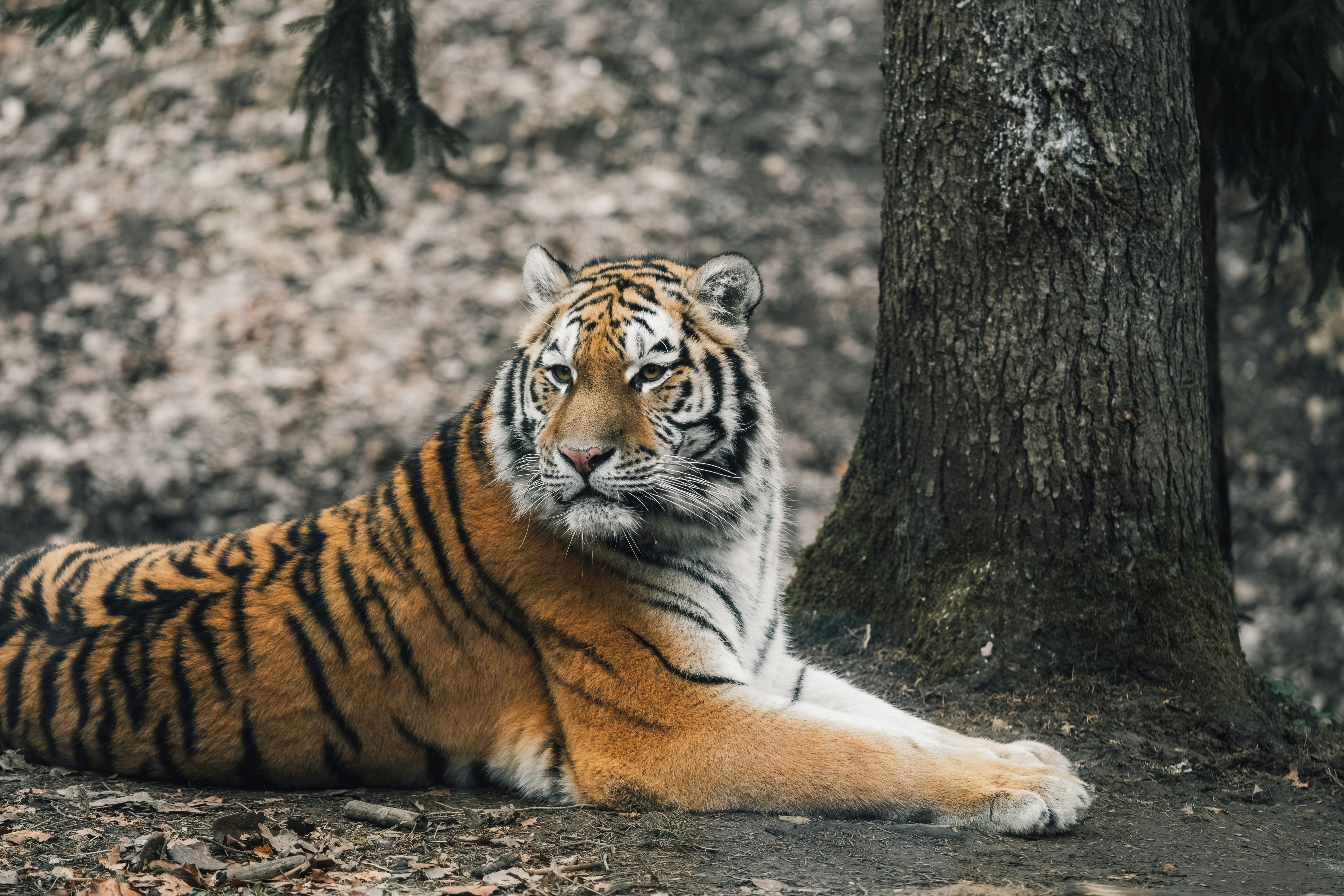 Predator Habitat Photos, Download The BEST Free Predator Habitat Stock ...