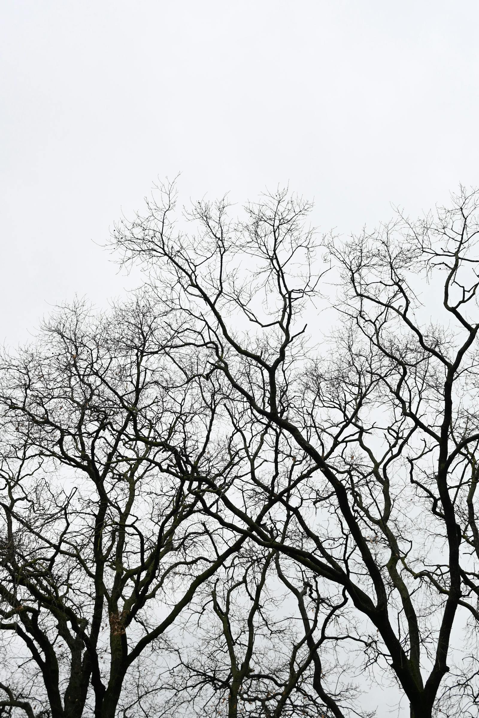 Winter Trees Photos, Download The BEST Free Winter Trees Stock Photos ...